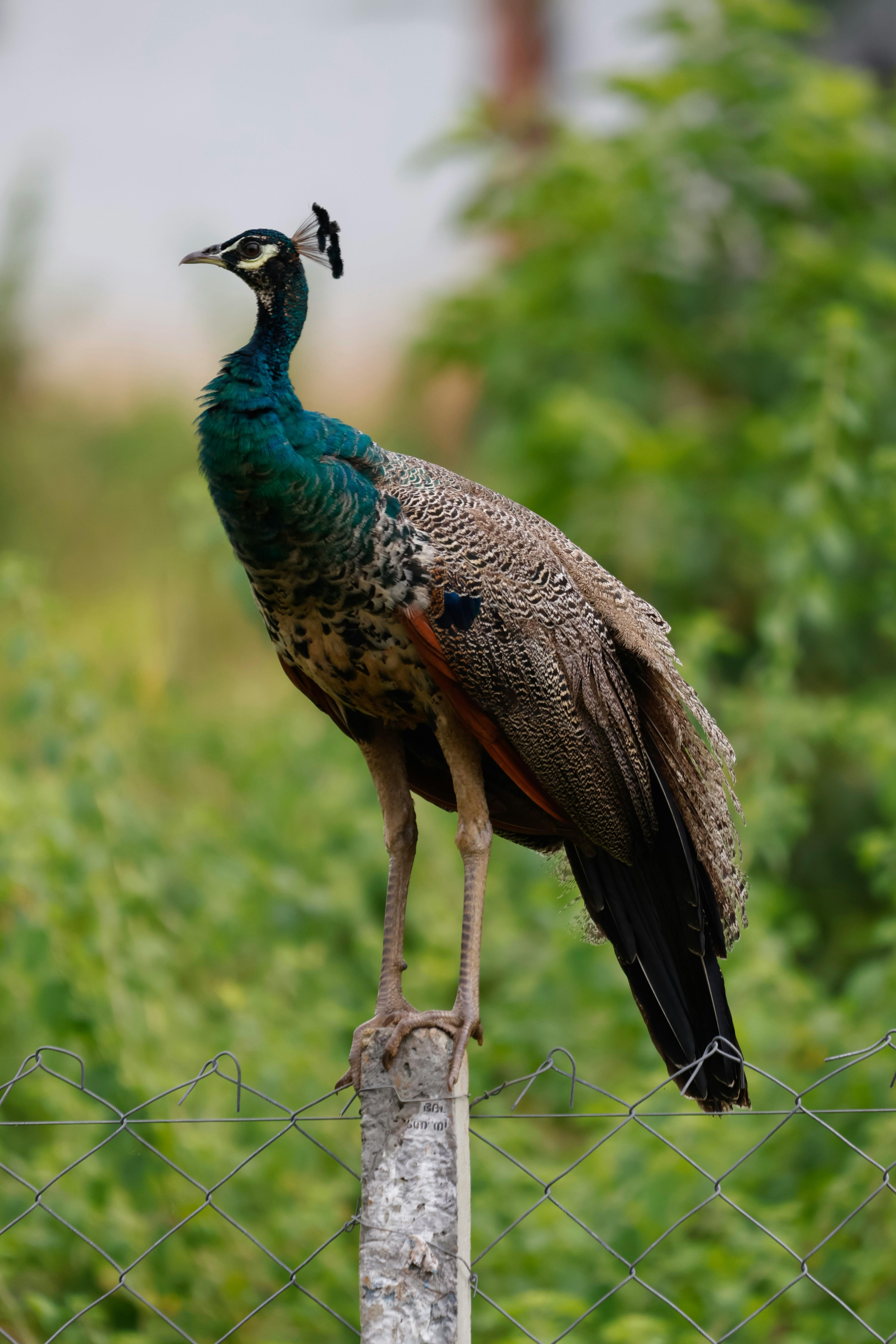 Peacock Images Photos, Download The BEST Free Peacock Images Stock ...