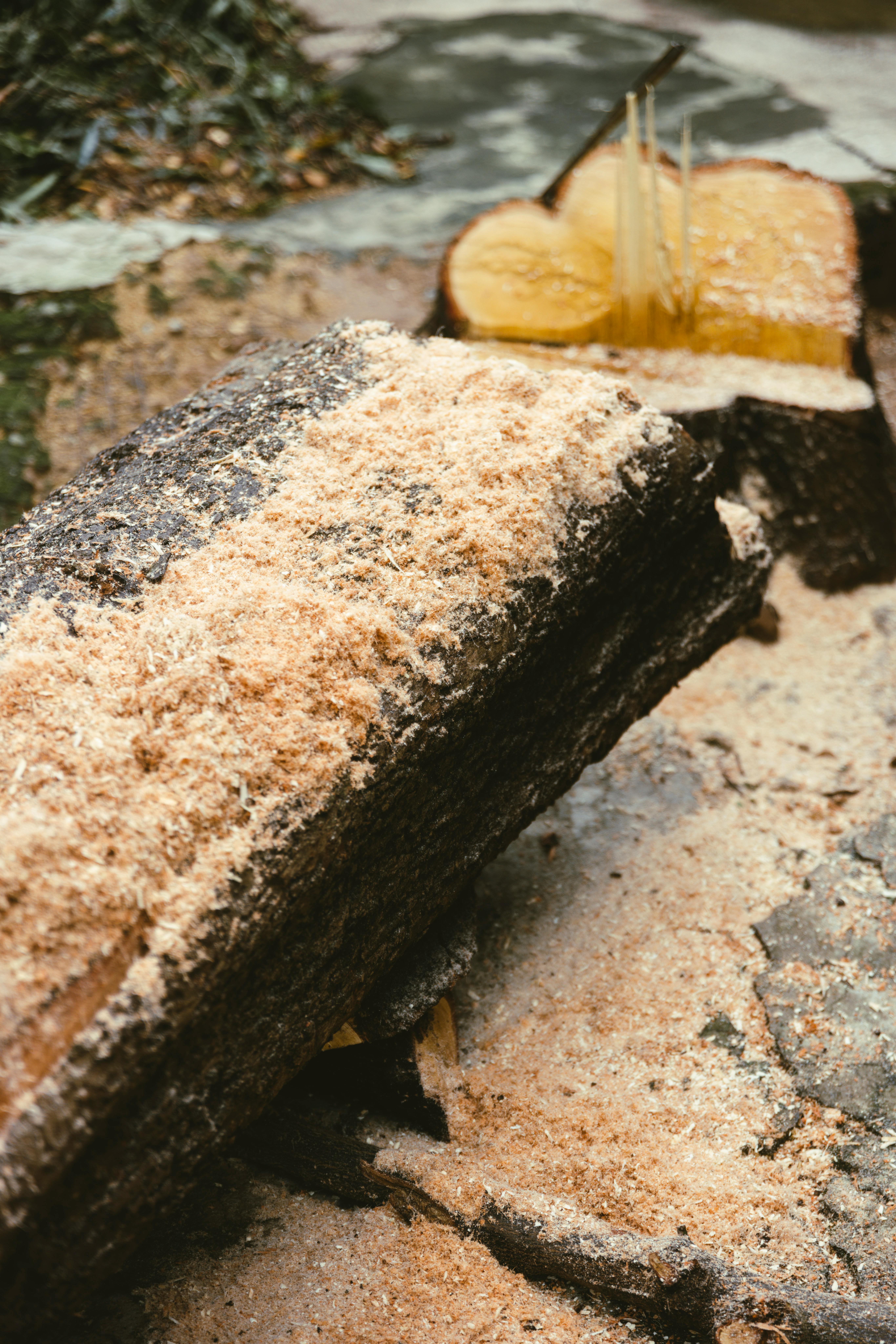 Logging Photos, Download The BEST Free Logging Stock Photos & HD Images