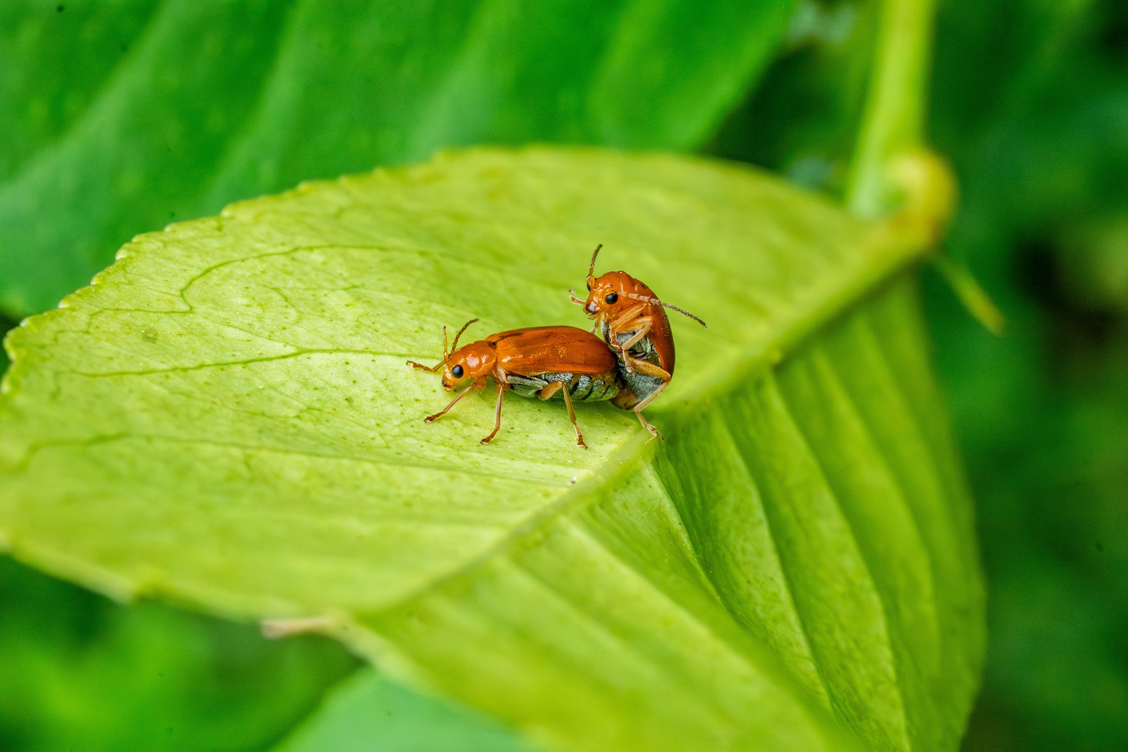 Mating Press Photos, Download The BEST Free Mating Press Stock Photos ...