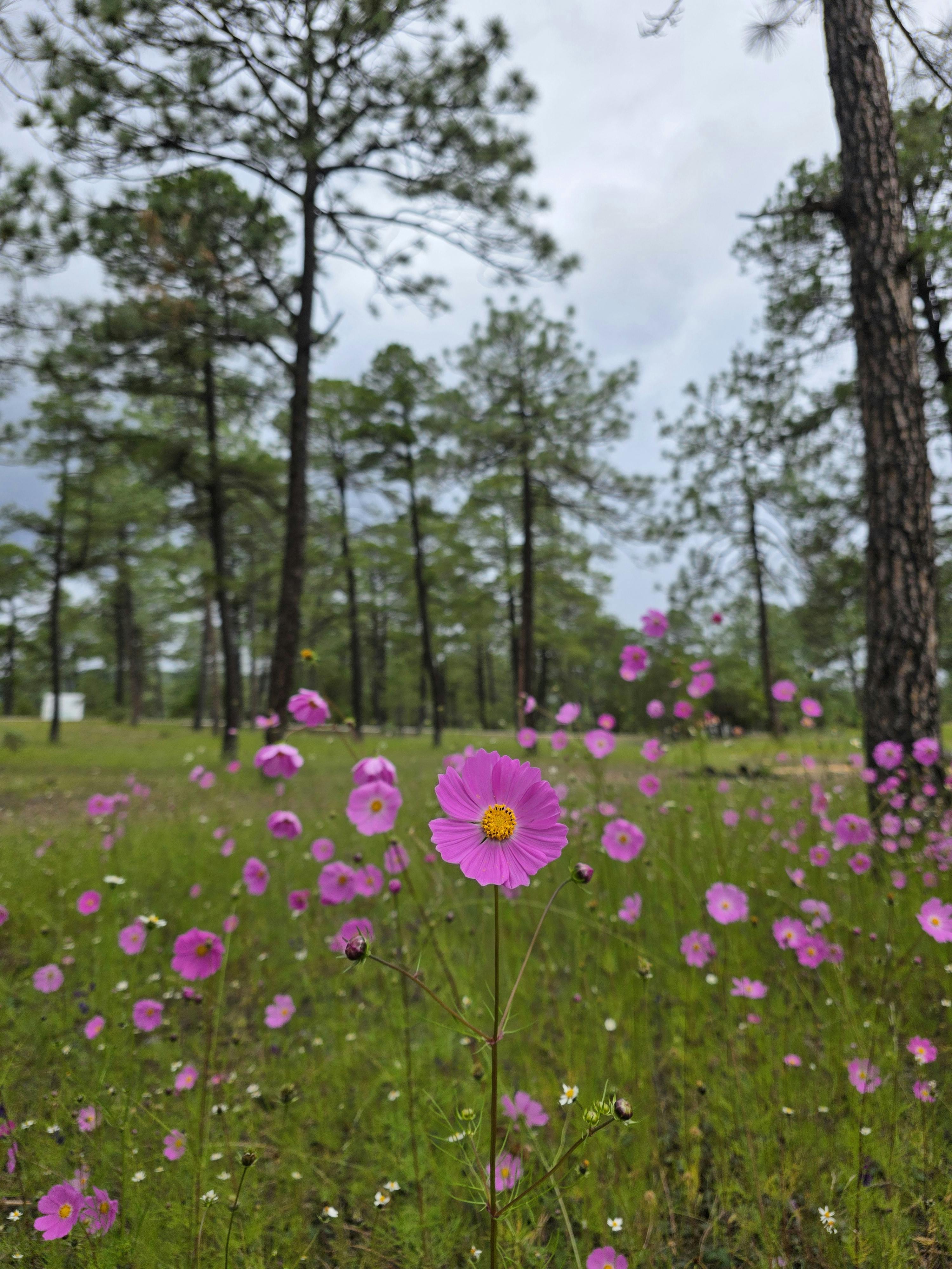 Vibrant Pink Cosmos Flowers in Mexican Forest · Free Stock Photo