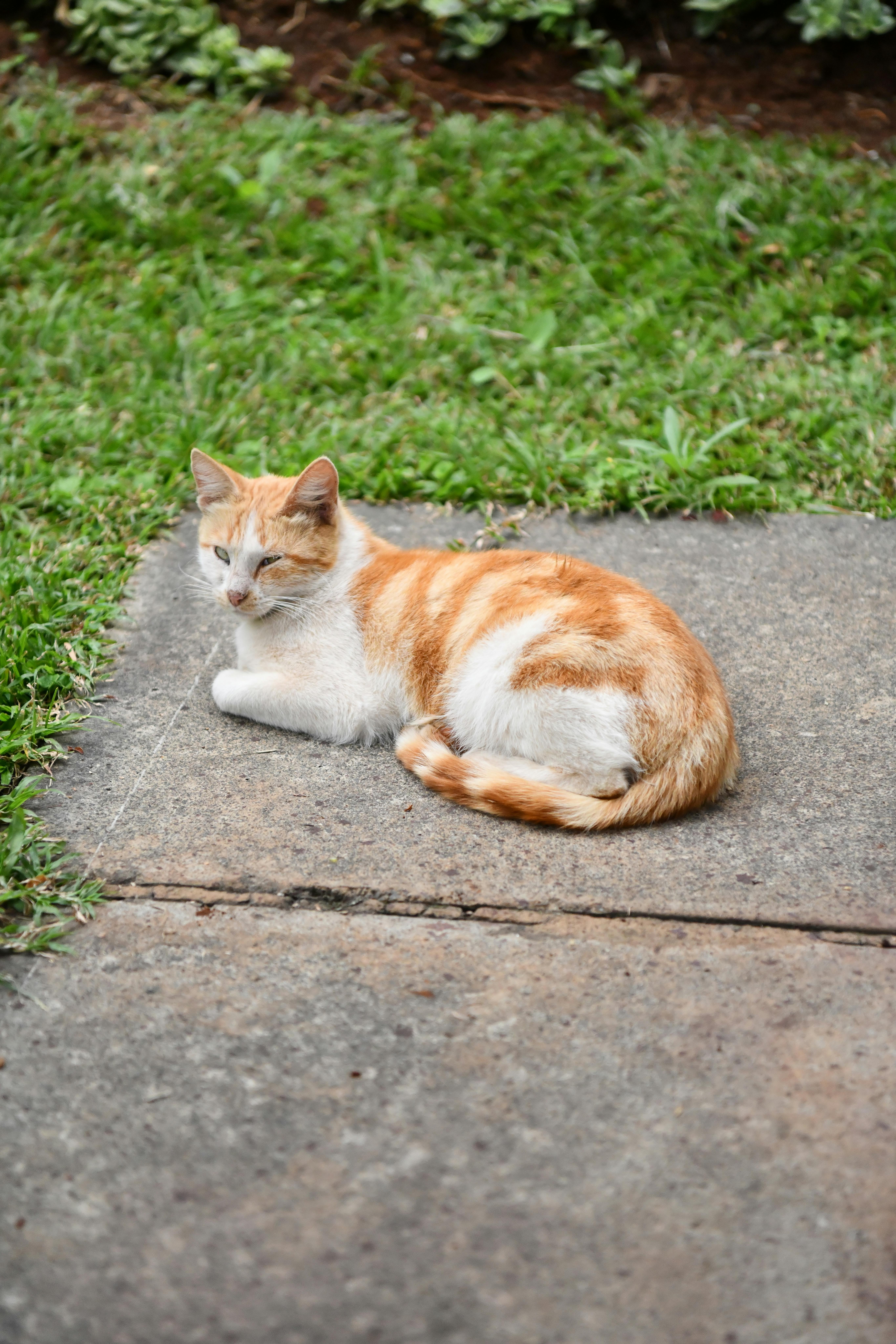 Ginger Cat Relaxing on Pavement in Nairobi · Free Stock Photo