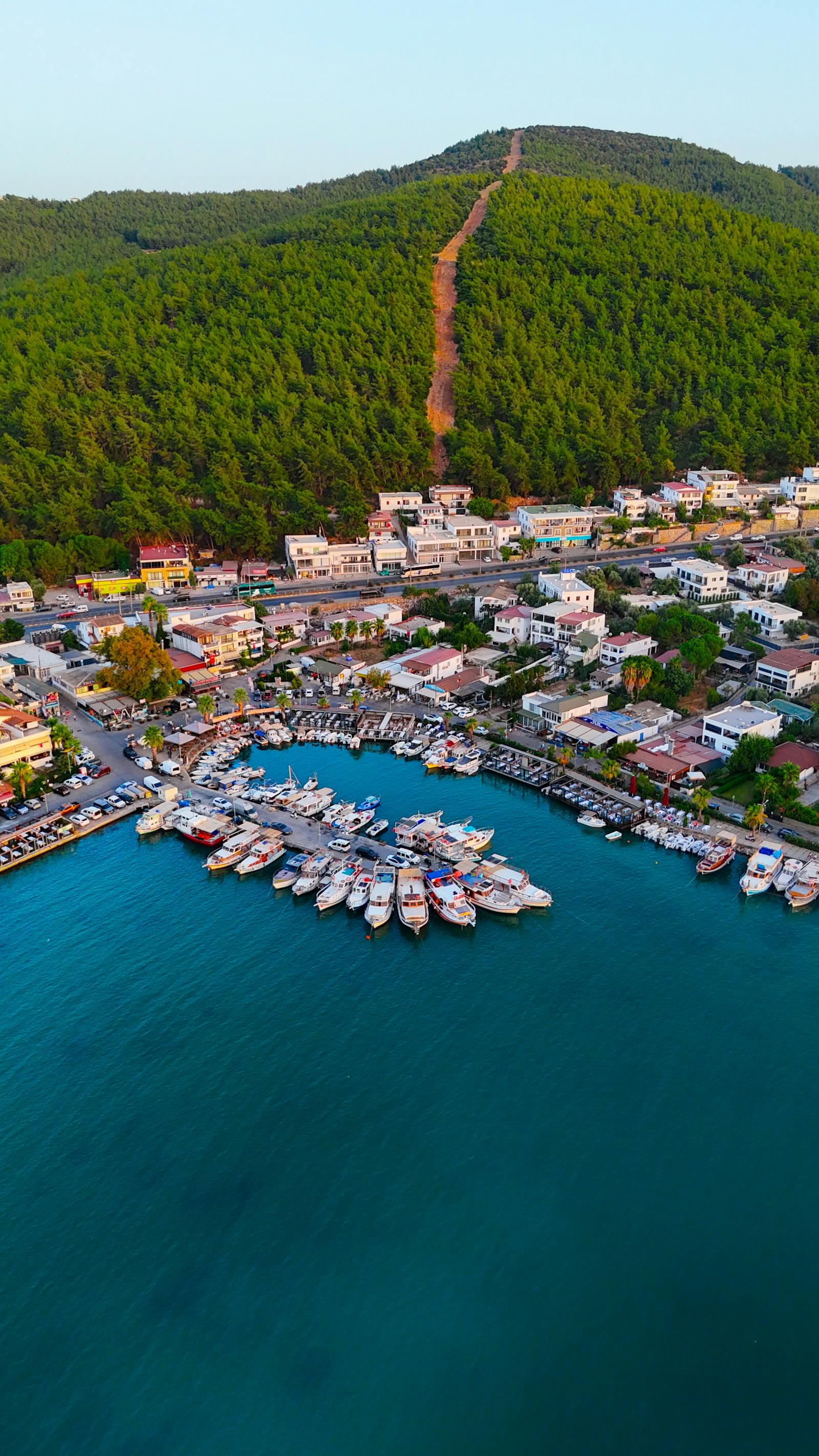 Aerial View Of Swans Photos, Download The BEST Free Aerial View Of ...