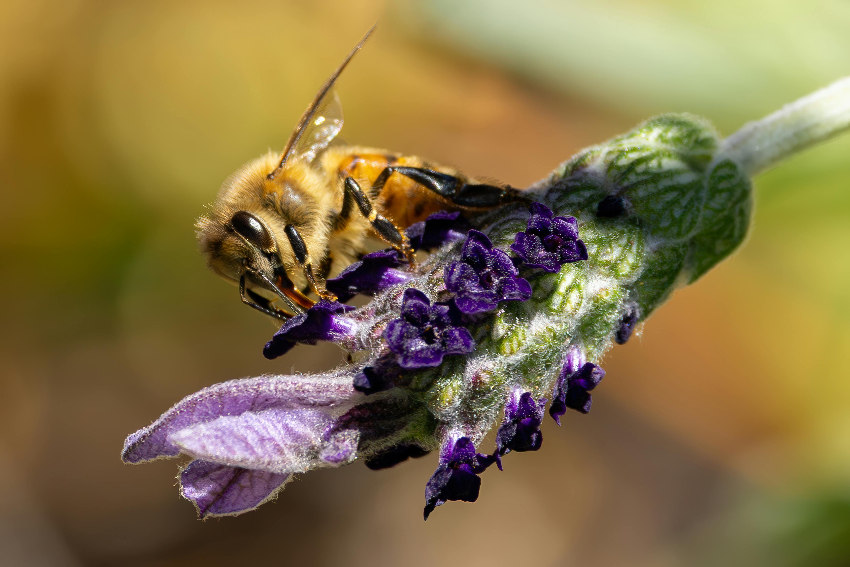 Australian Bees Photos, Download The BEST Free Australian Bees Stock ...