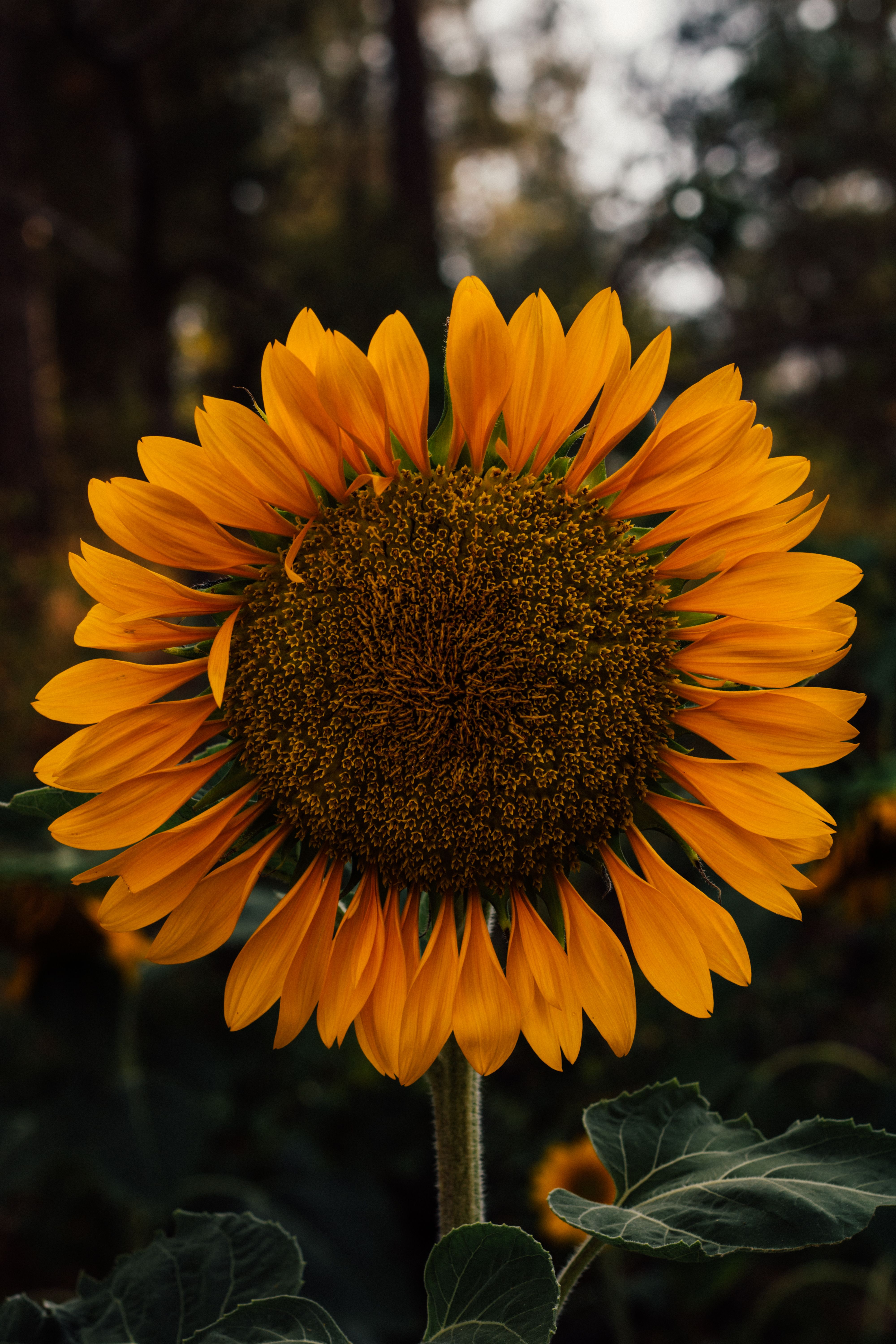 Vibrant Sunflower Bloom in Turkish Countryside · Free Stock Photo