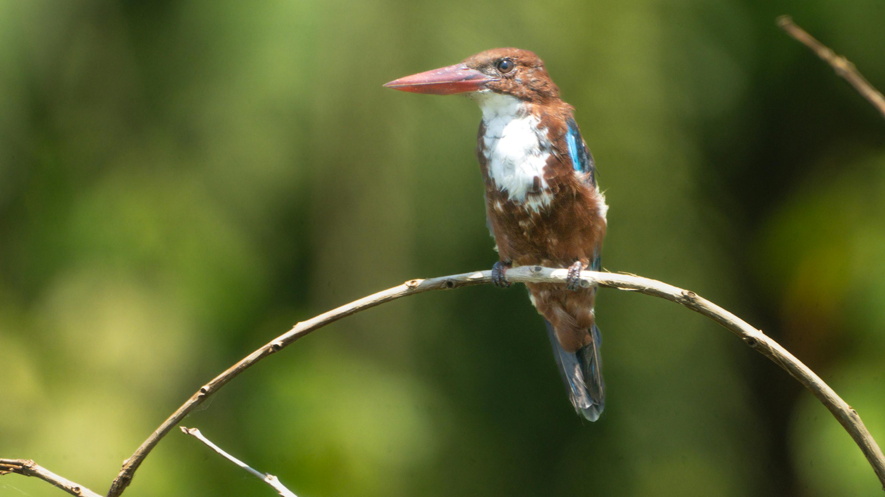 Neelkanth Bird Photos, Download The BEST Free Neelkanth Bird Stock ...