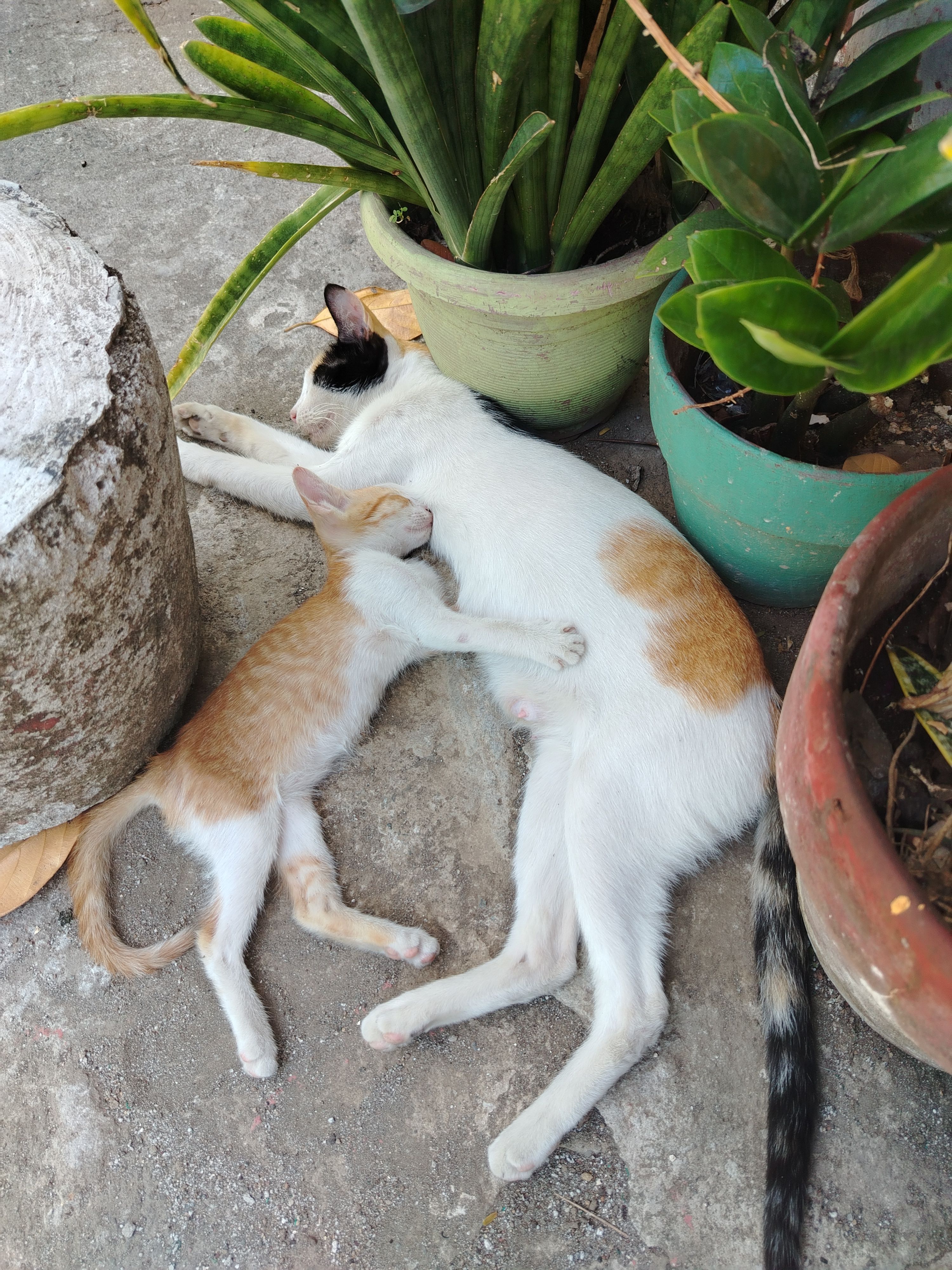 Cat And Kitten Photos, Download The BEST Free Cat And Kitten Stock ...