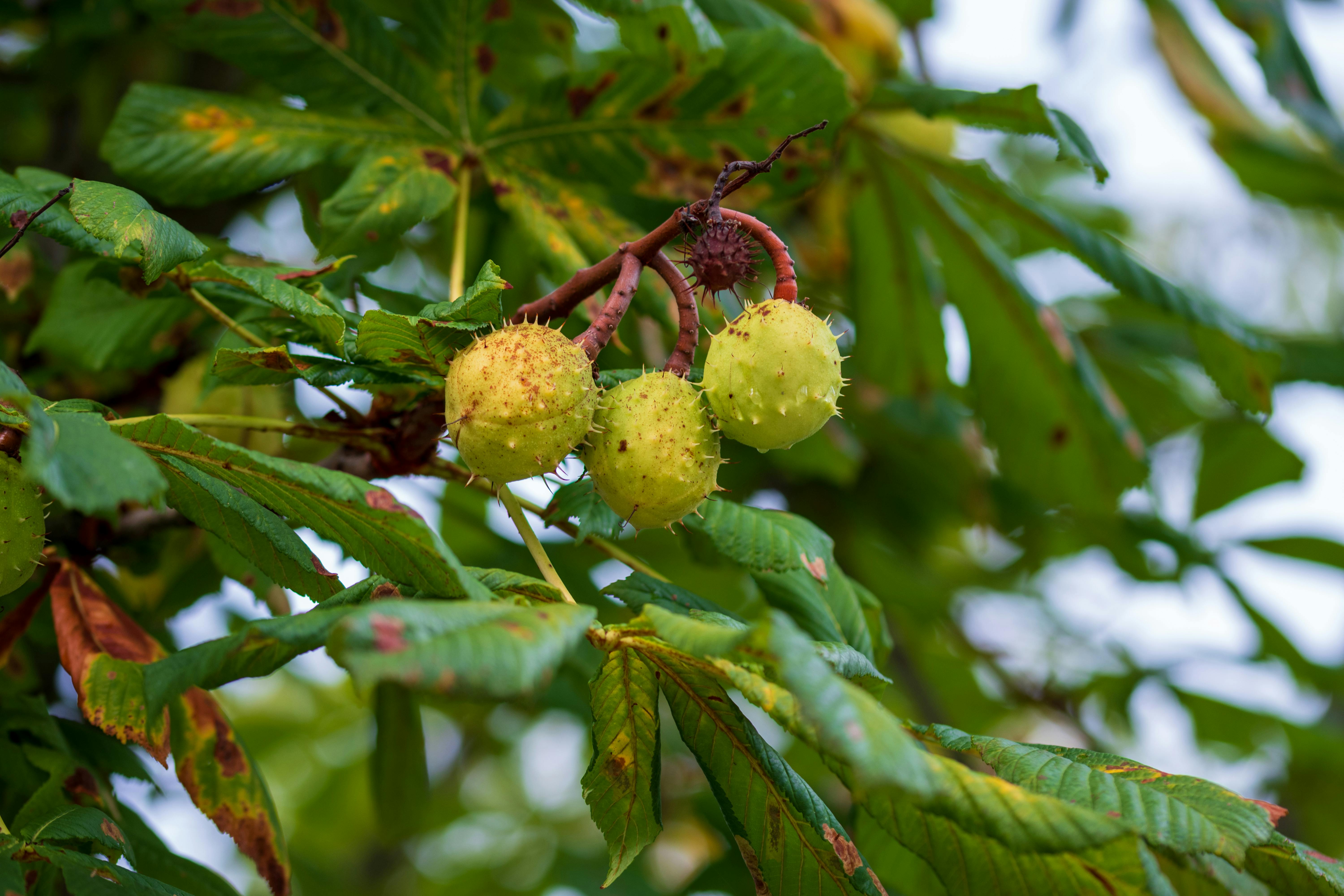 506.443+ Fotos y Imágenes de Arbol Gratis · Banco de Fotos Gratis