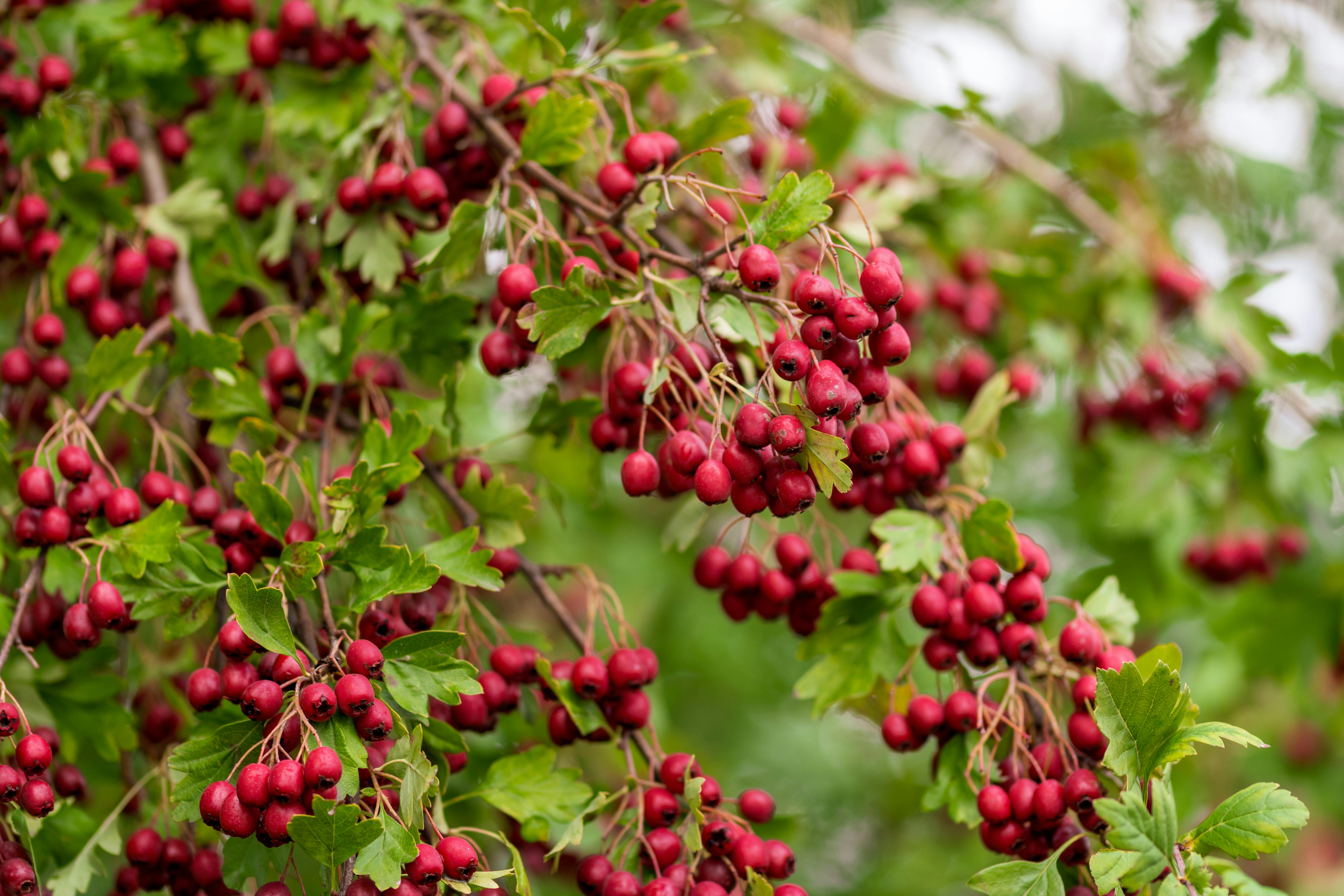 Tree With Roots And Fruit Photos, Download The BEST Free Tree With ...