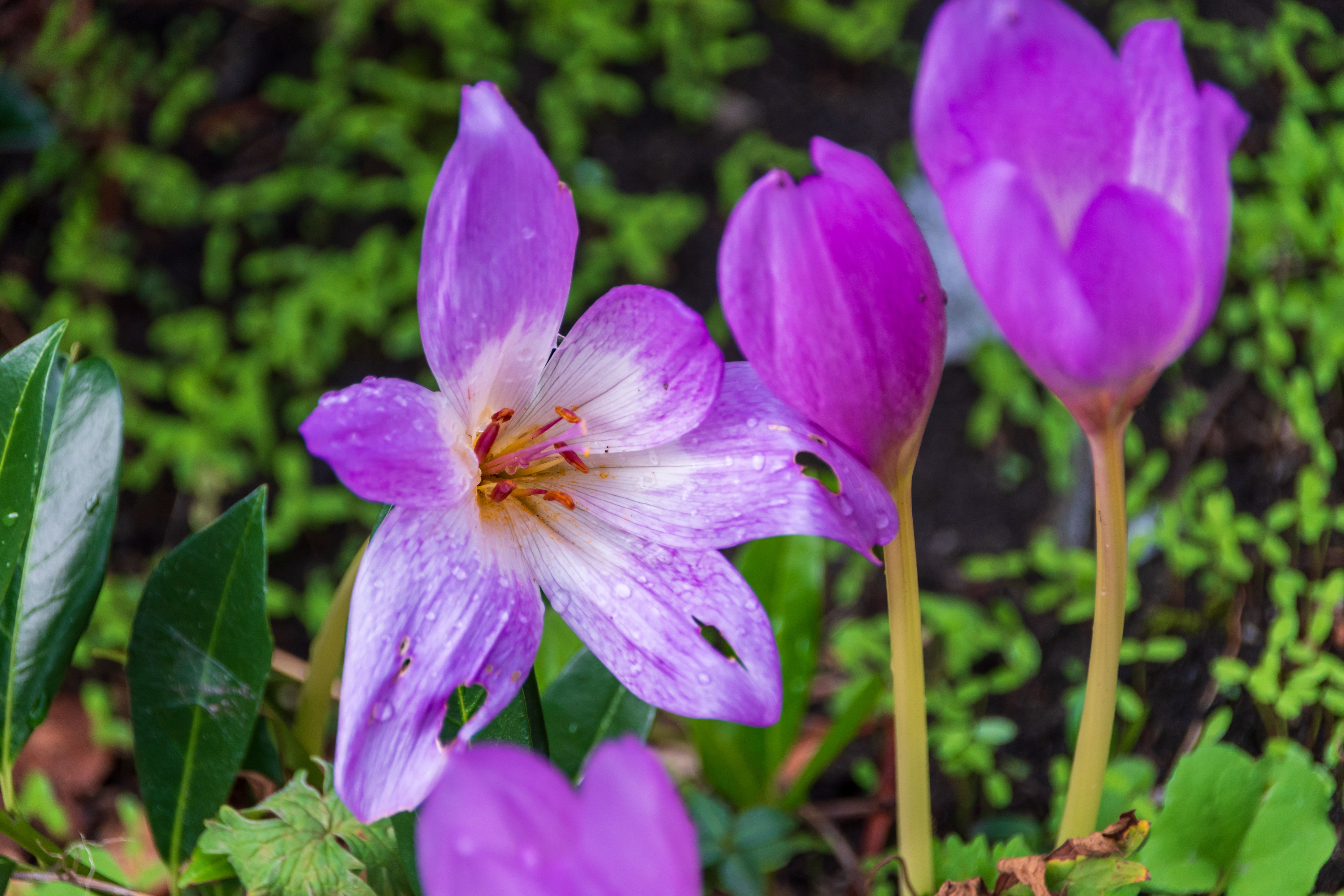 Growing Plant Photos, Download The BEST Free Growing Plant Stock Photos ...