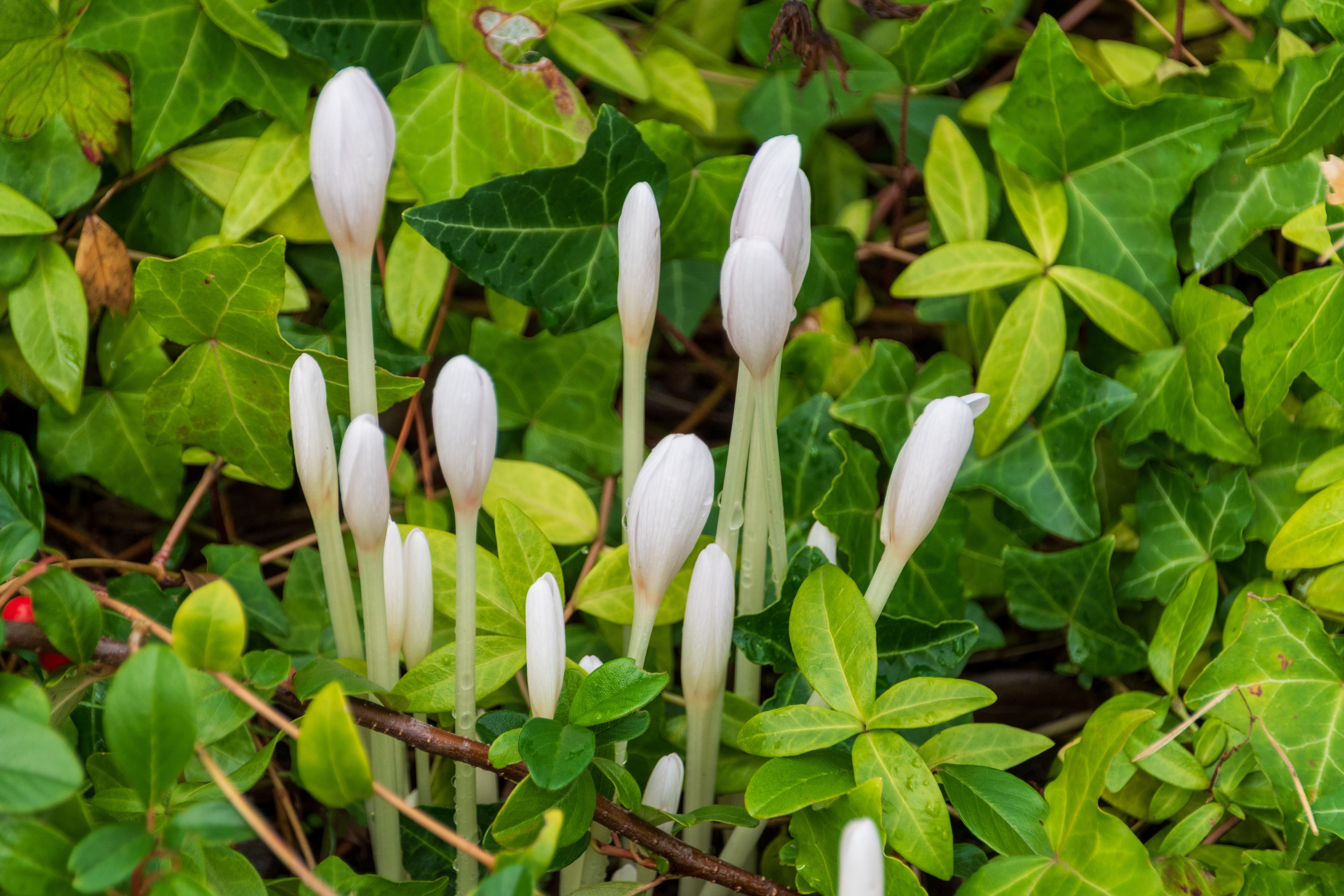 White Crocus Buds Amidst Vibrant Green Foliage · Free Stock Photo