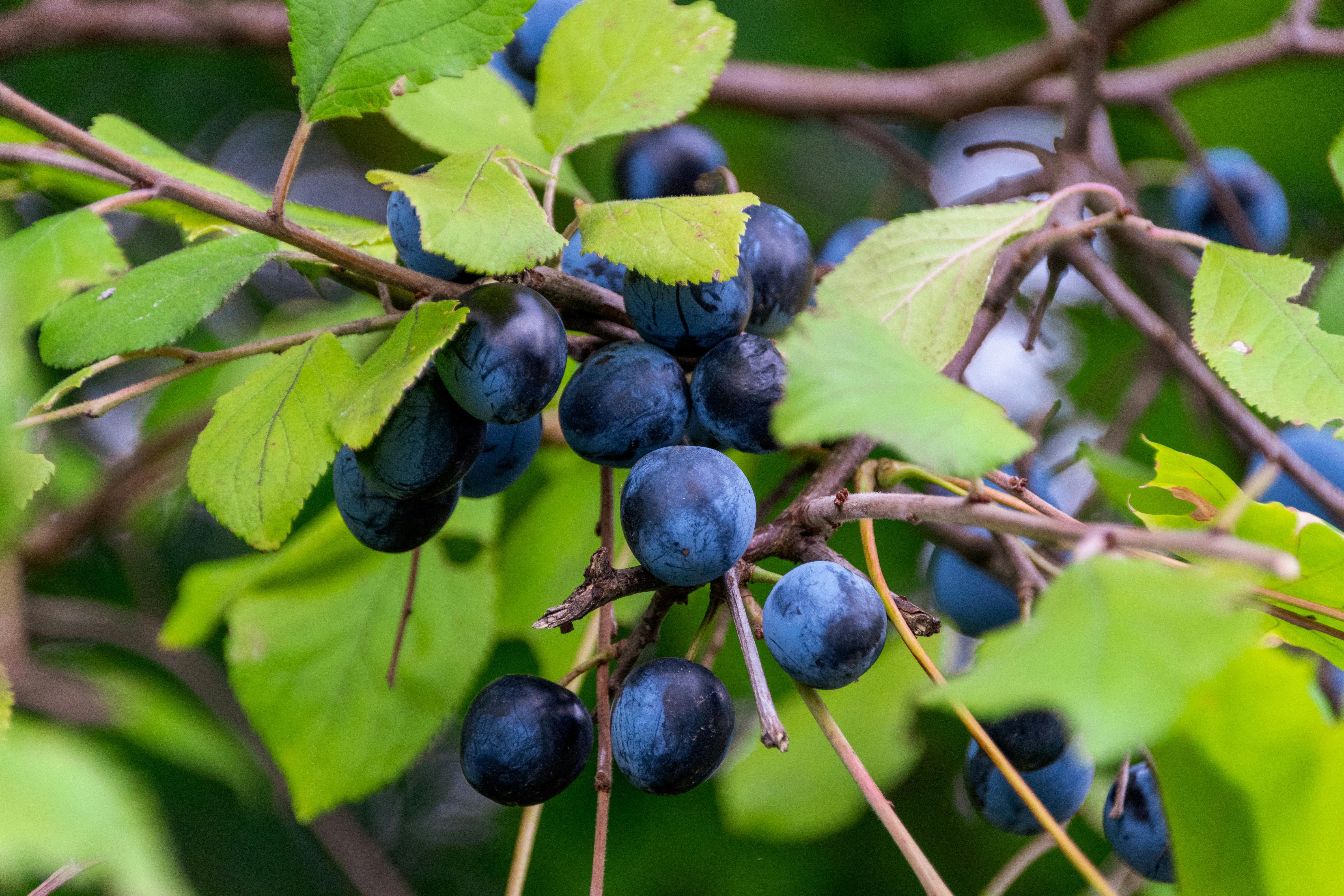 Bush Texture Photos, Download The BEST Free Bush Texture Stock Photos ...