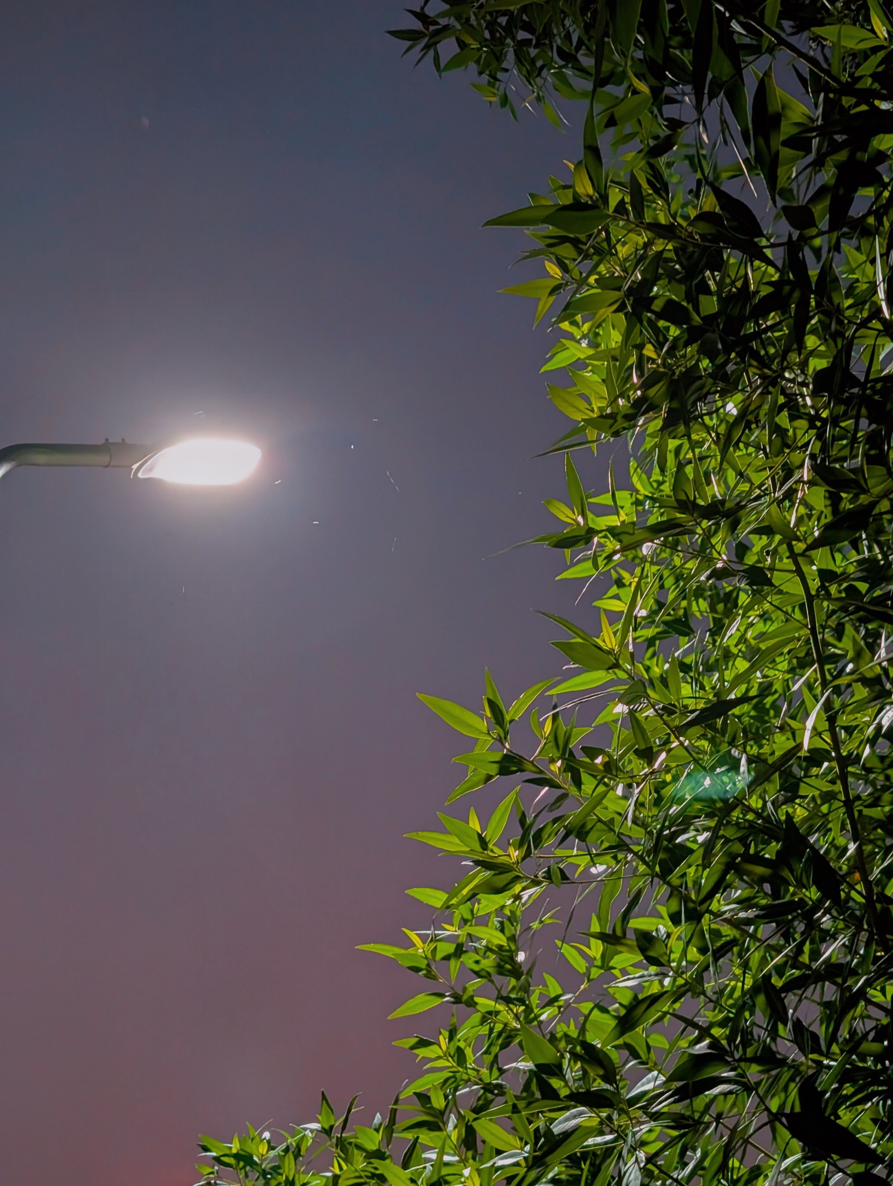 Lamp With Nature Photos, Download The BEST Free Lamp With Nature Stock ...