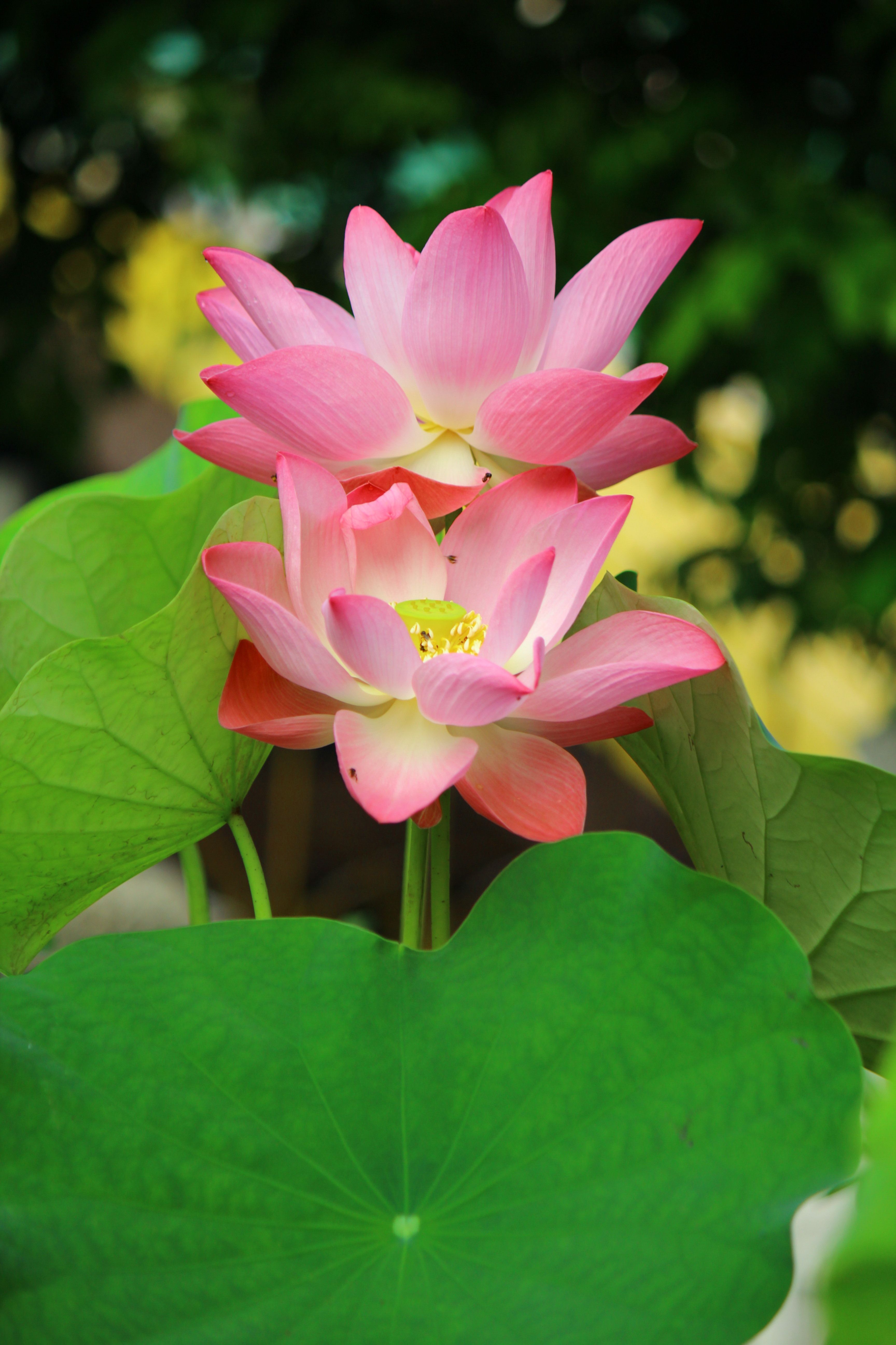 2d Flower Photos, Download The BEST Free 2d Flower Stock Photos & HD Images