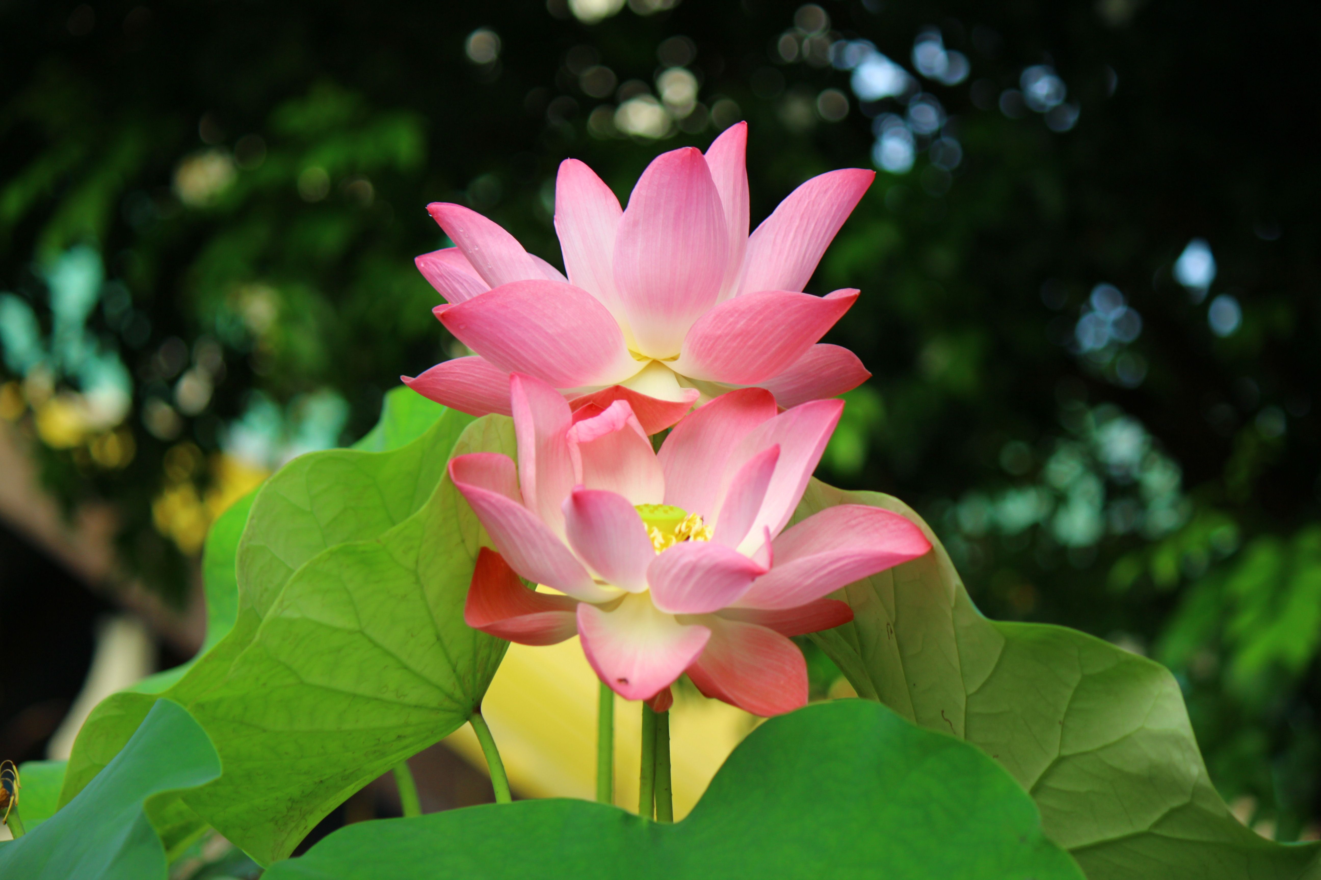 2d Flower Photos, Download The BEST Free 2d Flower Stock Photos & HD Images