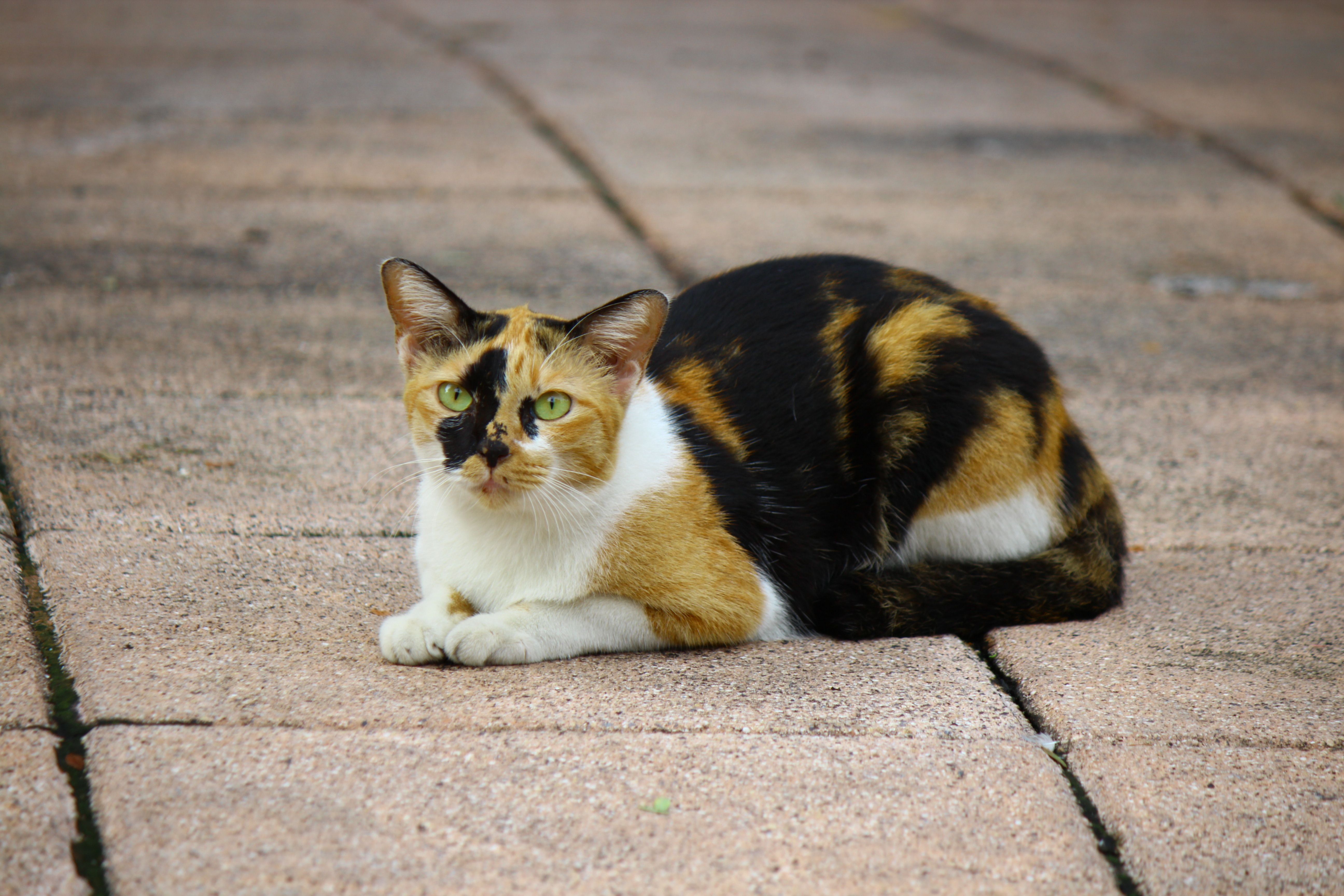 Calico Cat Photos, Download The BEST Free Calico Cat Stock Photos & HD ...