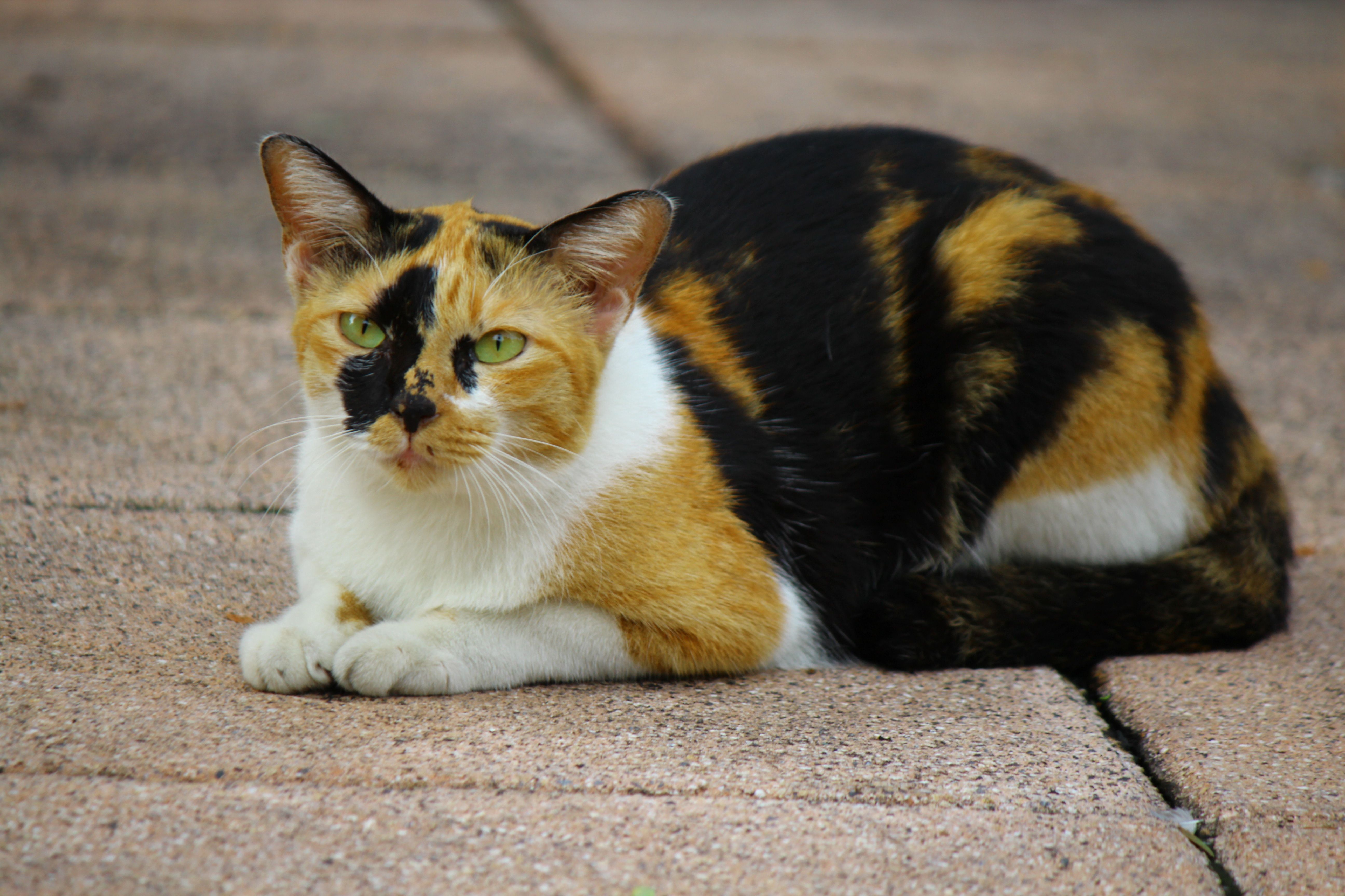 Calico Cat Photos, Download The BEST Free Calico Cat Stock Photos & HD ...