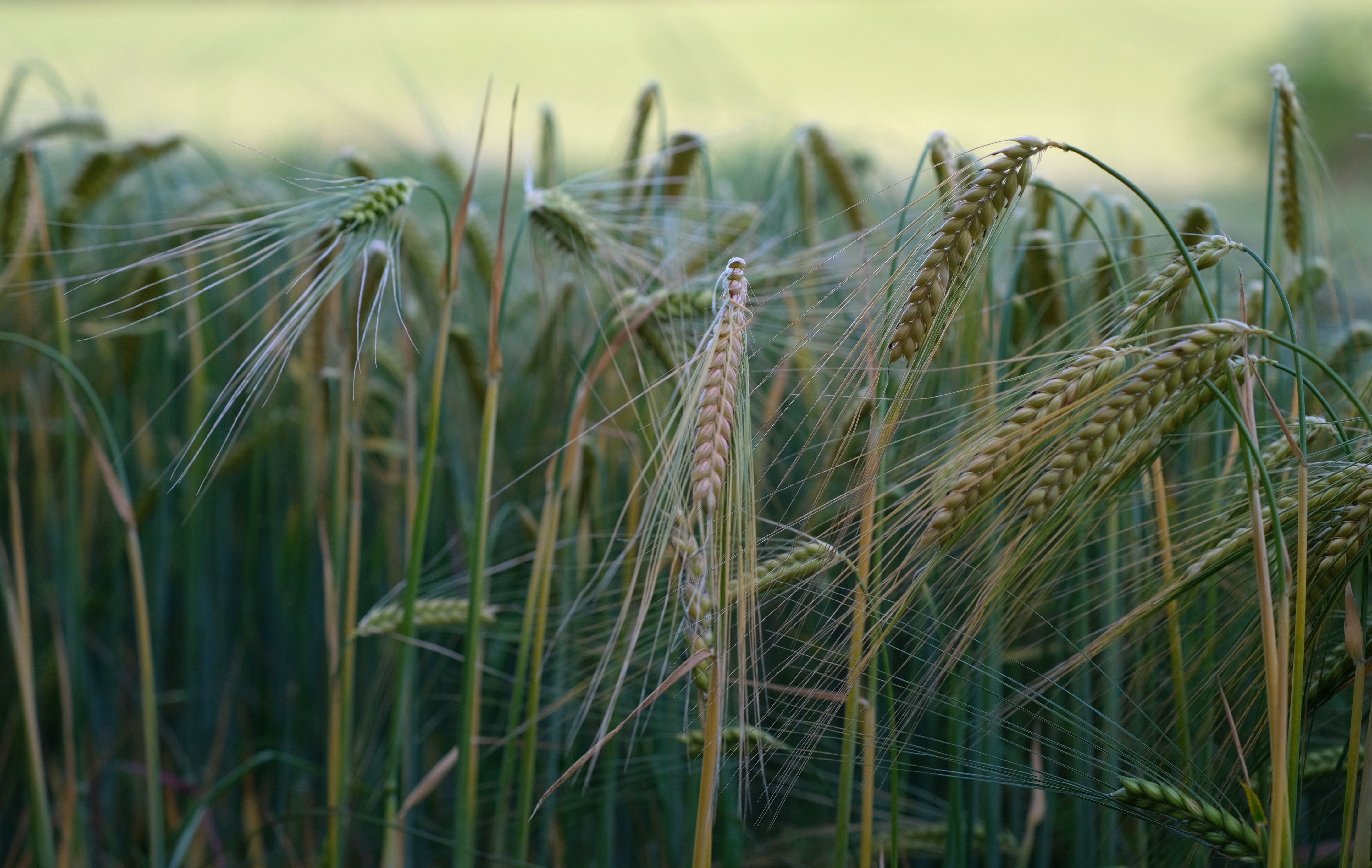 Close-up of Barley Crop in a Field · Free Stock Photo