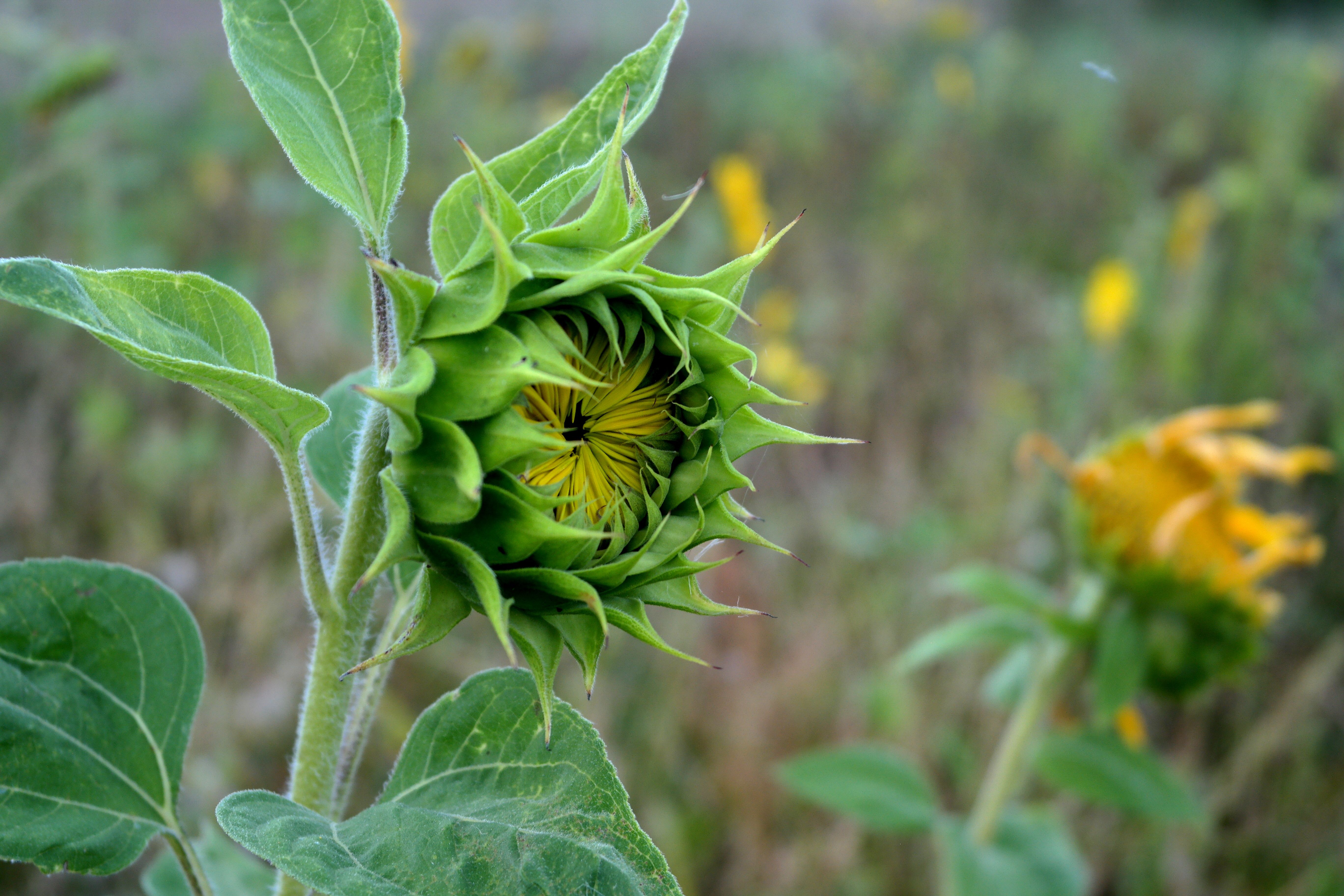 Close-up of Emerging Sunflower Bud in Field · Free Stock Photo