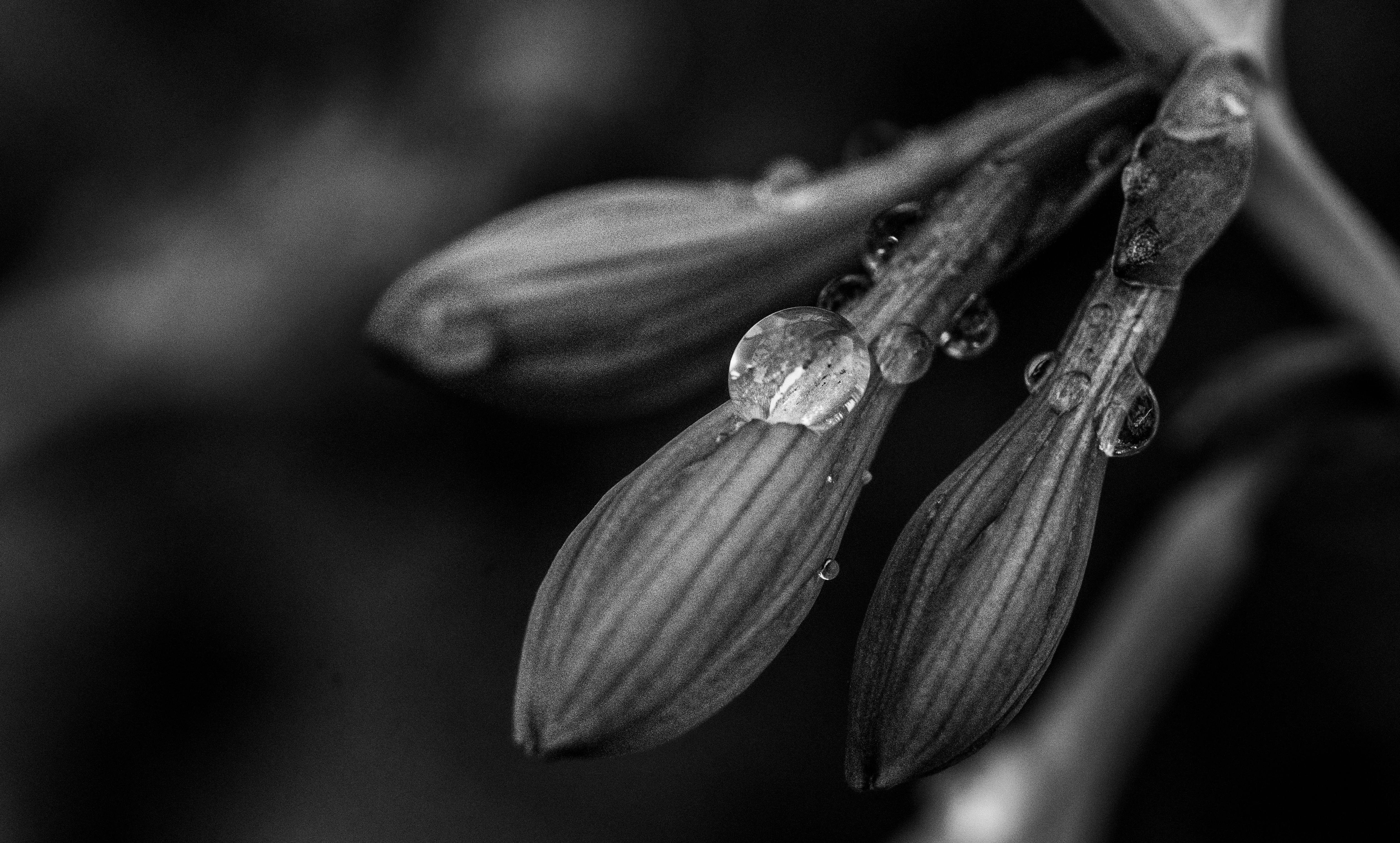 Micro Leaf Photos, Download The BEST Free Micro Leaf Stock Photos & HD ...