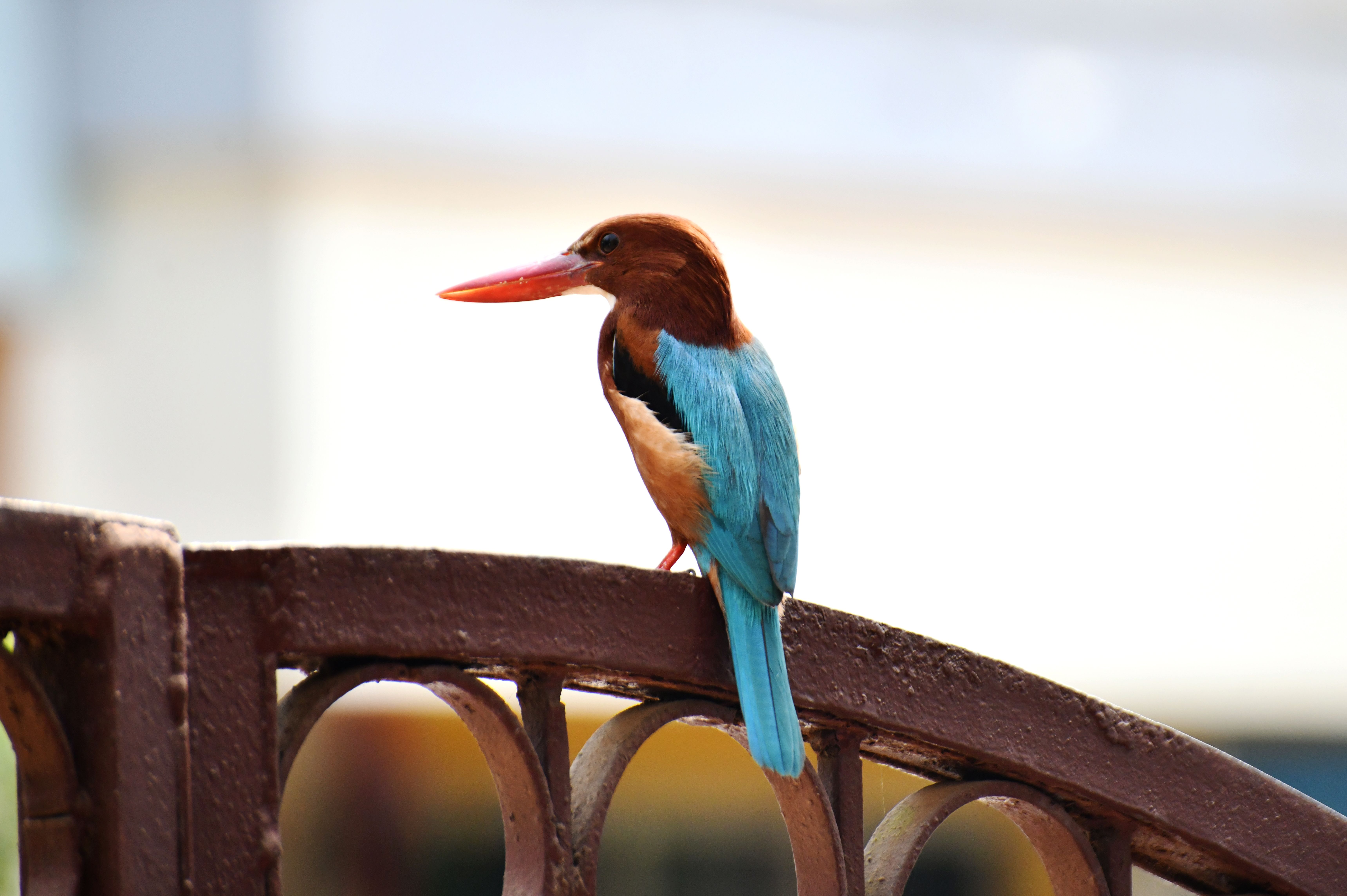 Neelkanth Bird Photos, Download The BEST Free Neelkanth Bird Stock ...