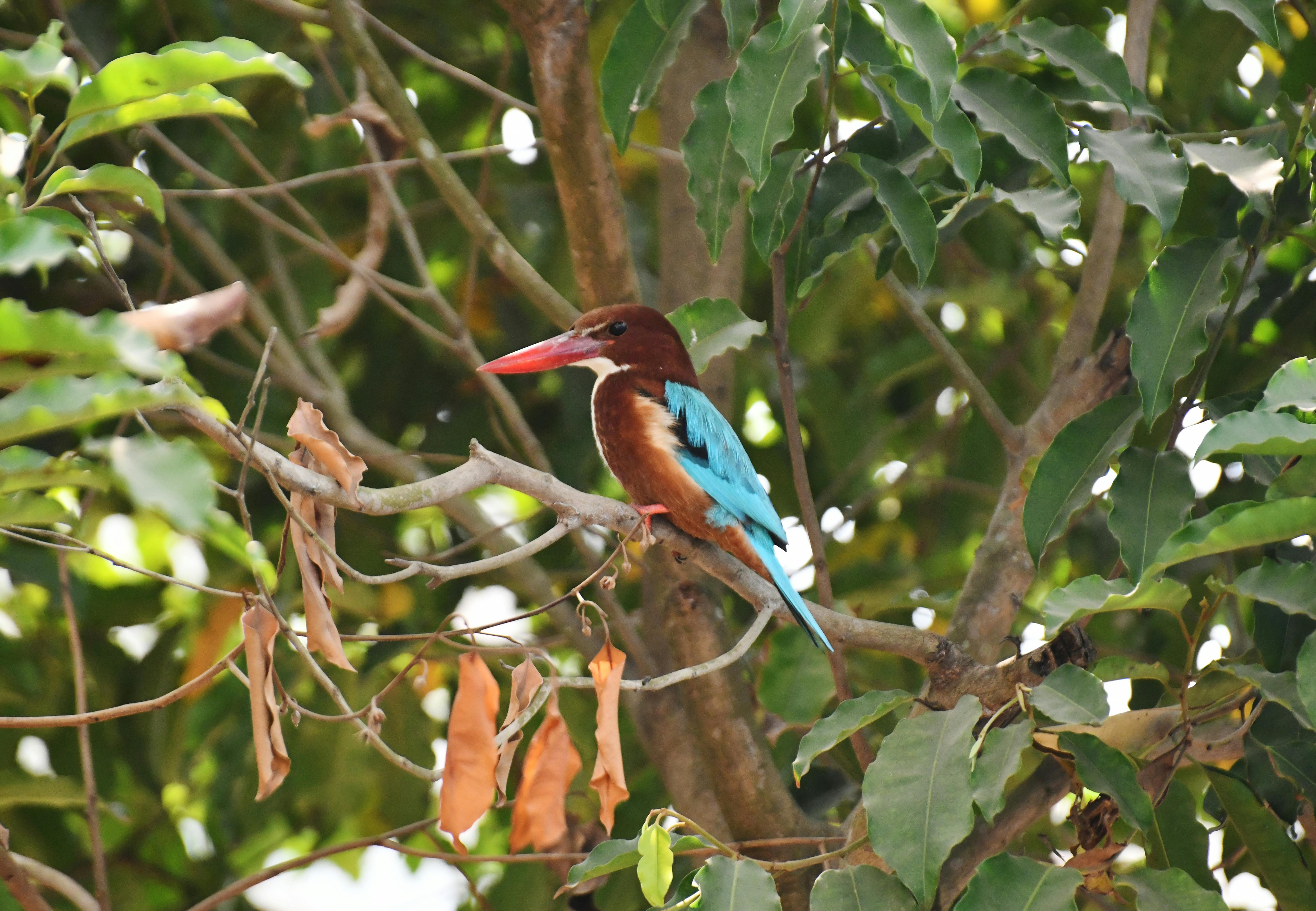 Neelkanth Bird Photos, Download The BEST Free Neelkanth Bird Stock ...