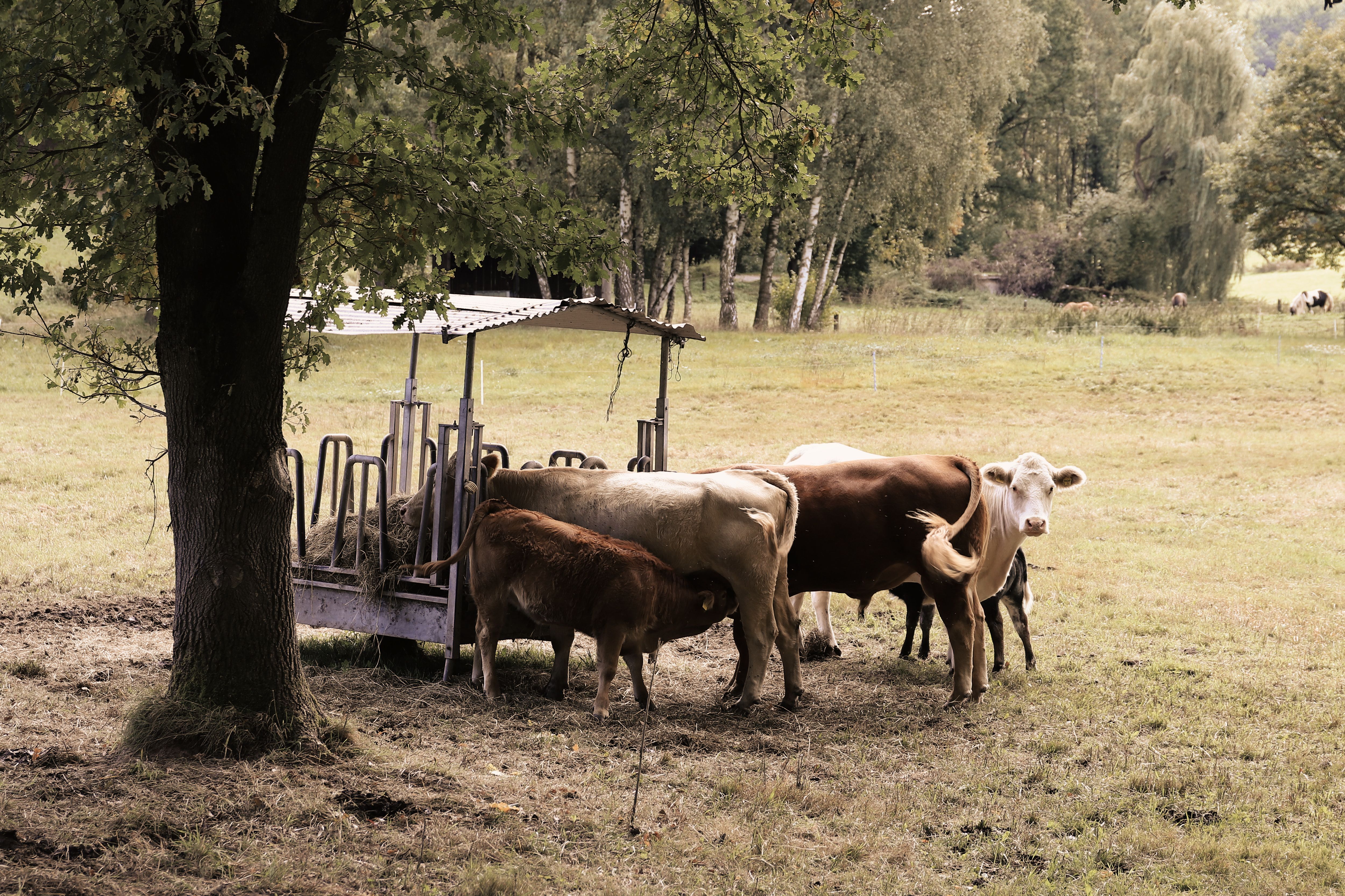 Crying Cow Photos, Download The BEST Free Crying Cow Stock Photos & HD ...