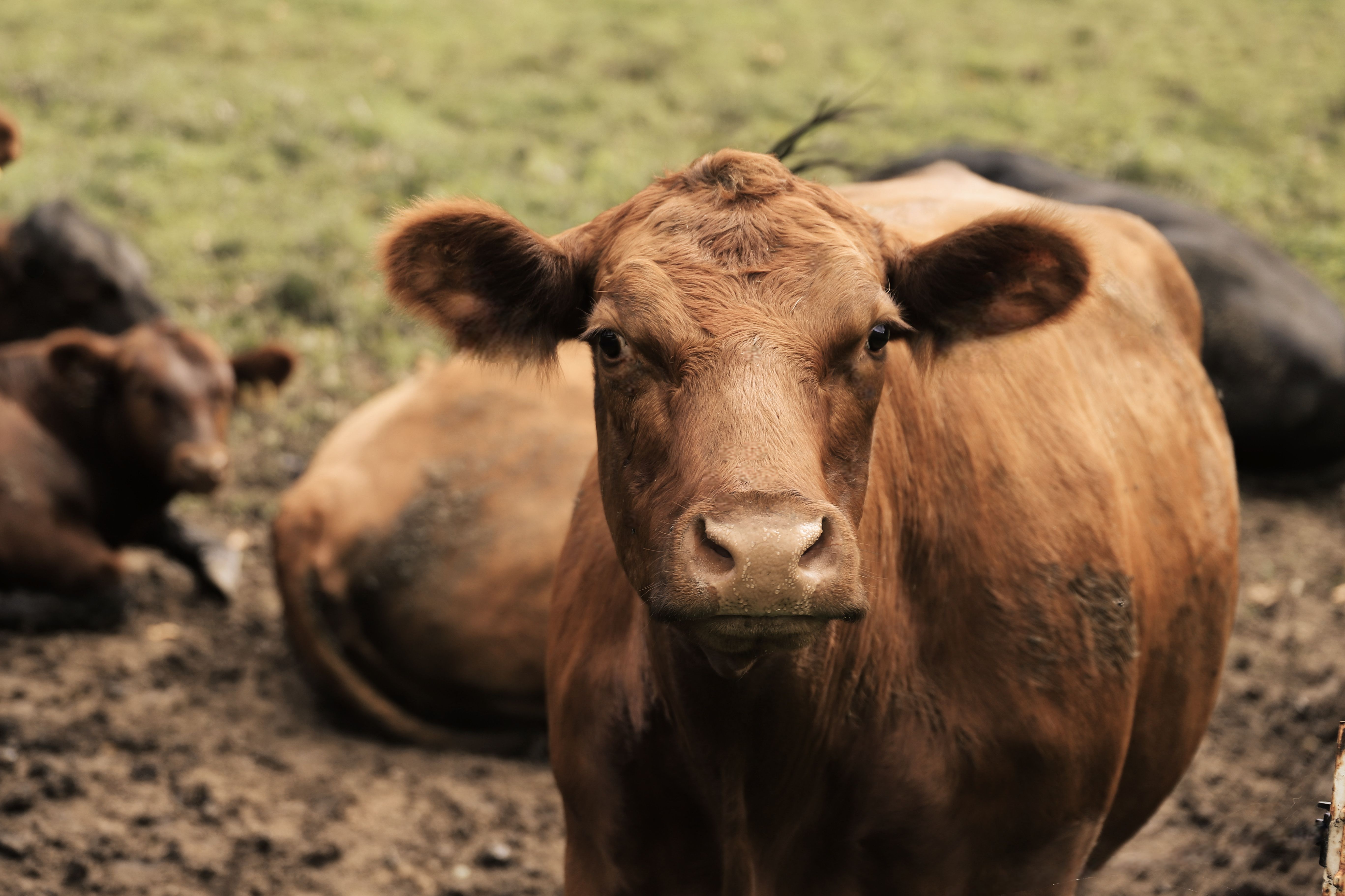 Close-Up of Brown Cow in a Muddy Paddock · Free Stock Photo