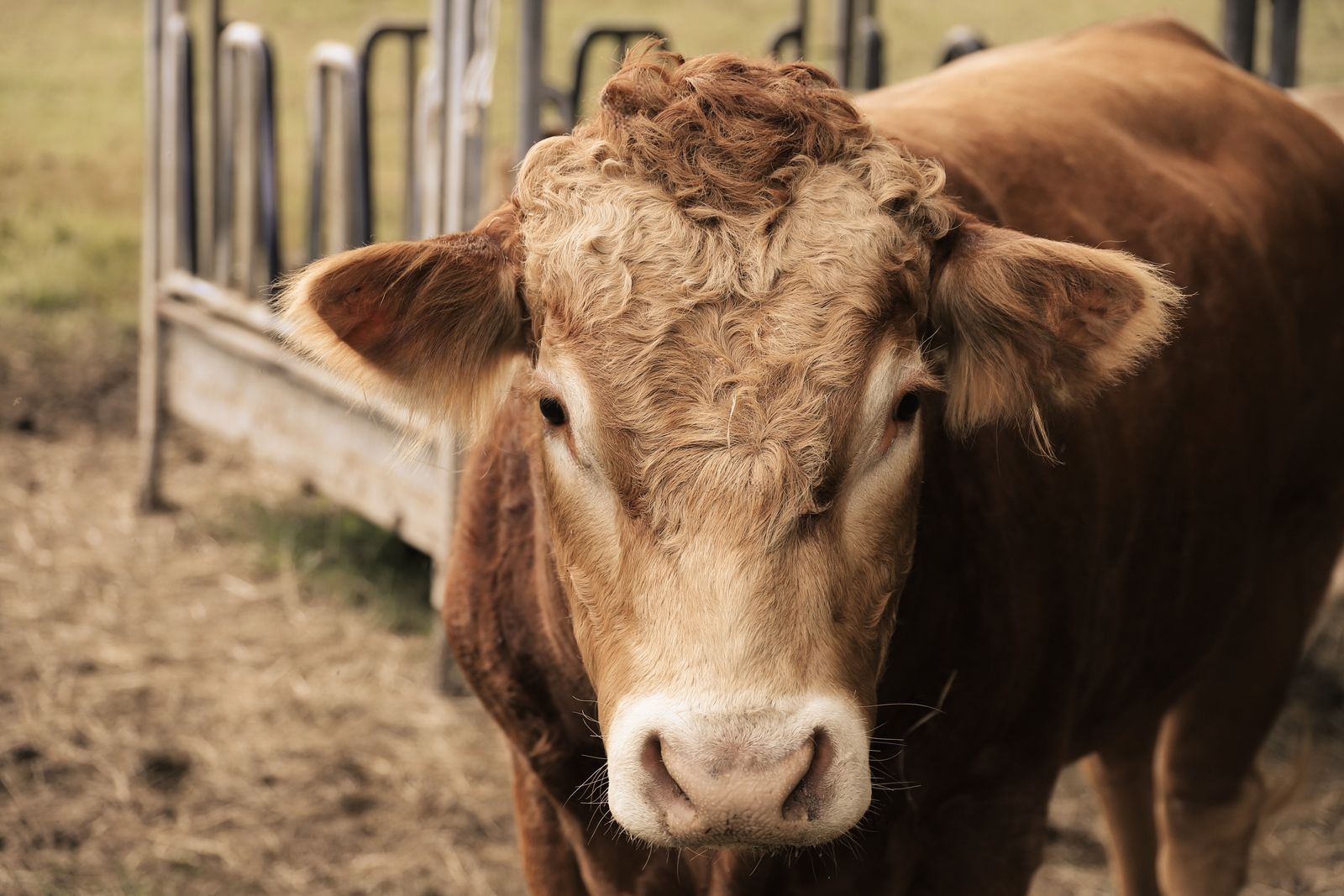 Animal Face Photos, Download The BEST Free Animal Face Stock Photos ...
