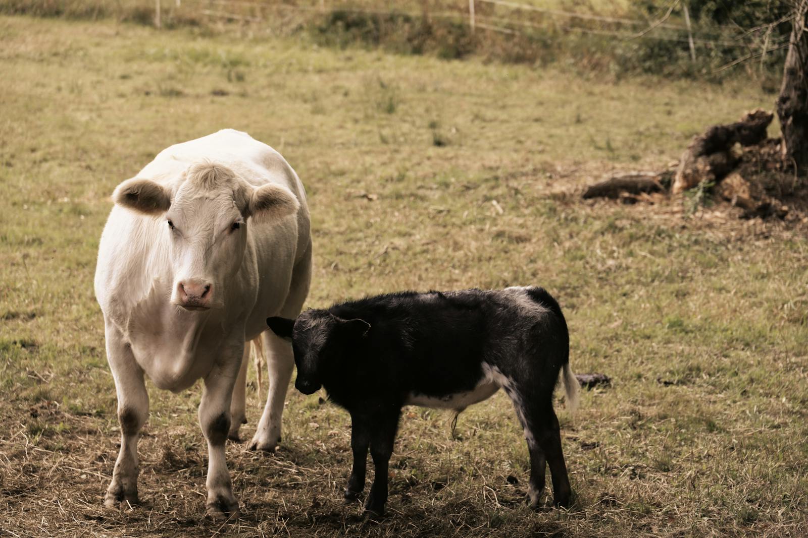 Cow And Calf Photos, Download The BEST Free Cow And Calf Stock Photos ...