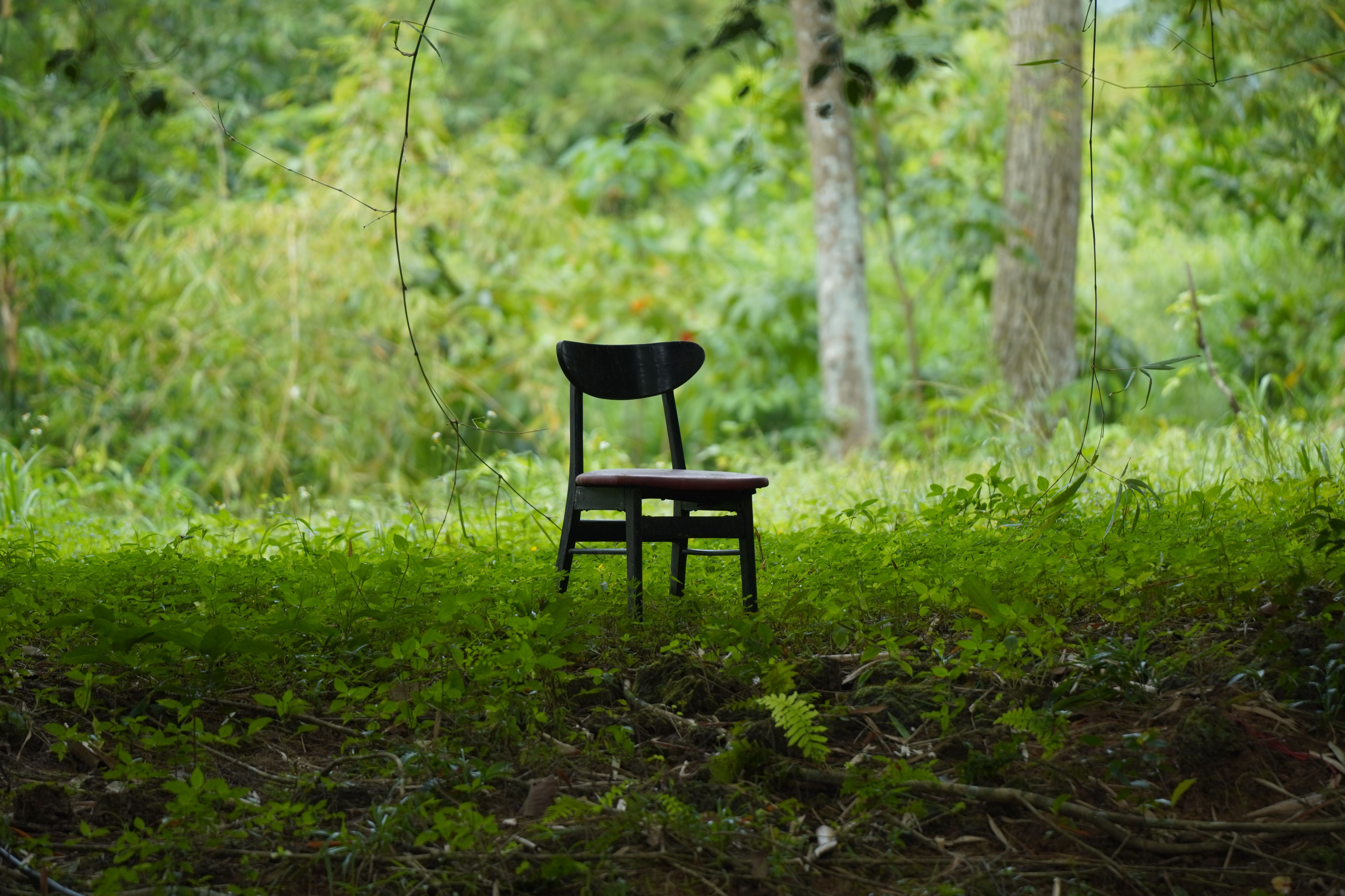 Solitary Chair in Lush Green Forest Setting · Free Stock Photo