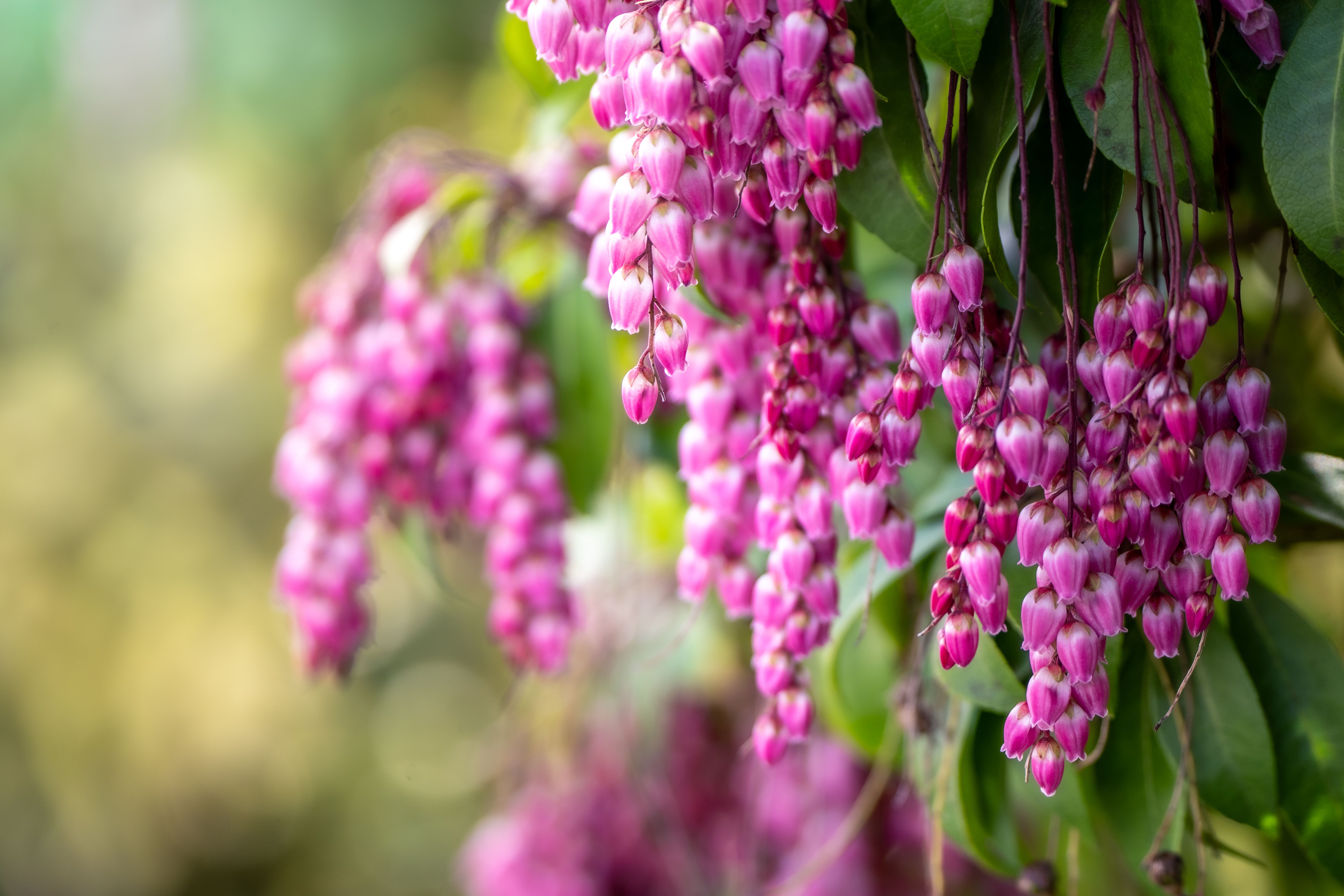 Beautiful Pink Pieris Japonica Blossoms in Spring · Free Stock Photo