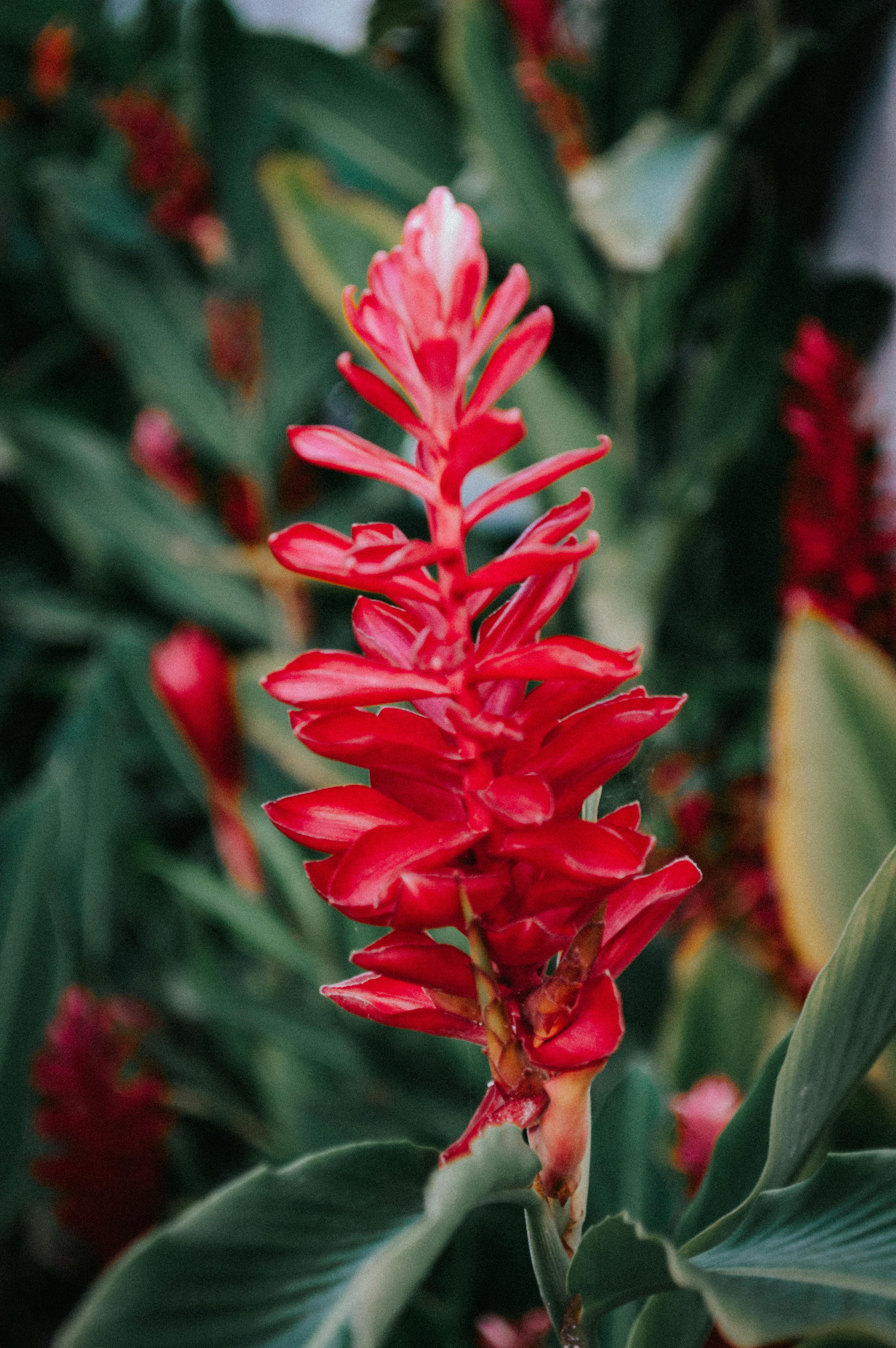 Gulab Flower Background Photos, Download The BEST Free Gulab Flower ...