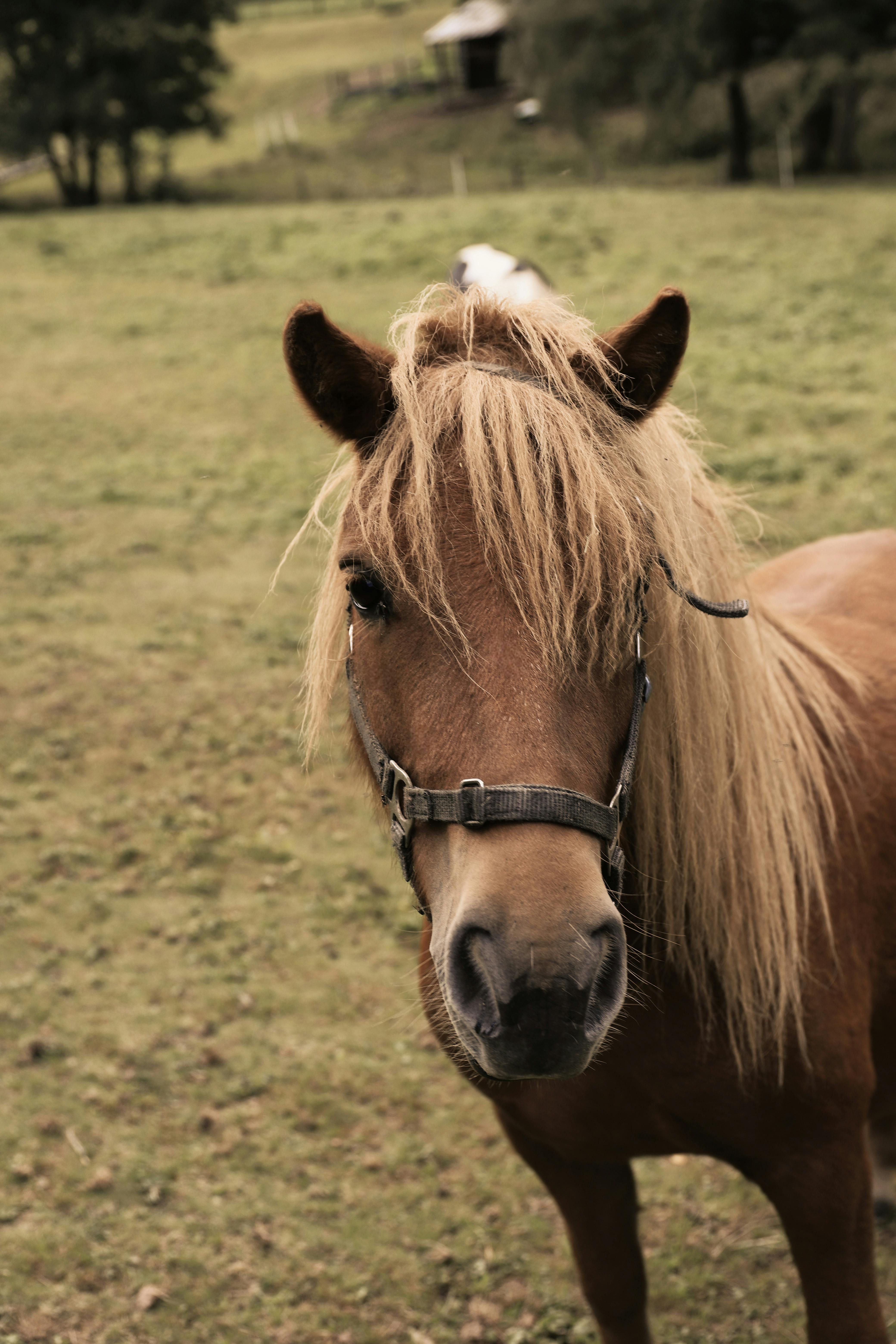 40.000+ Foto Kuda Poni Terbaik · Unduh Gratis 100% · Foto Stok Pexels