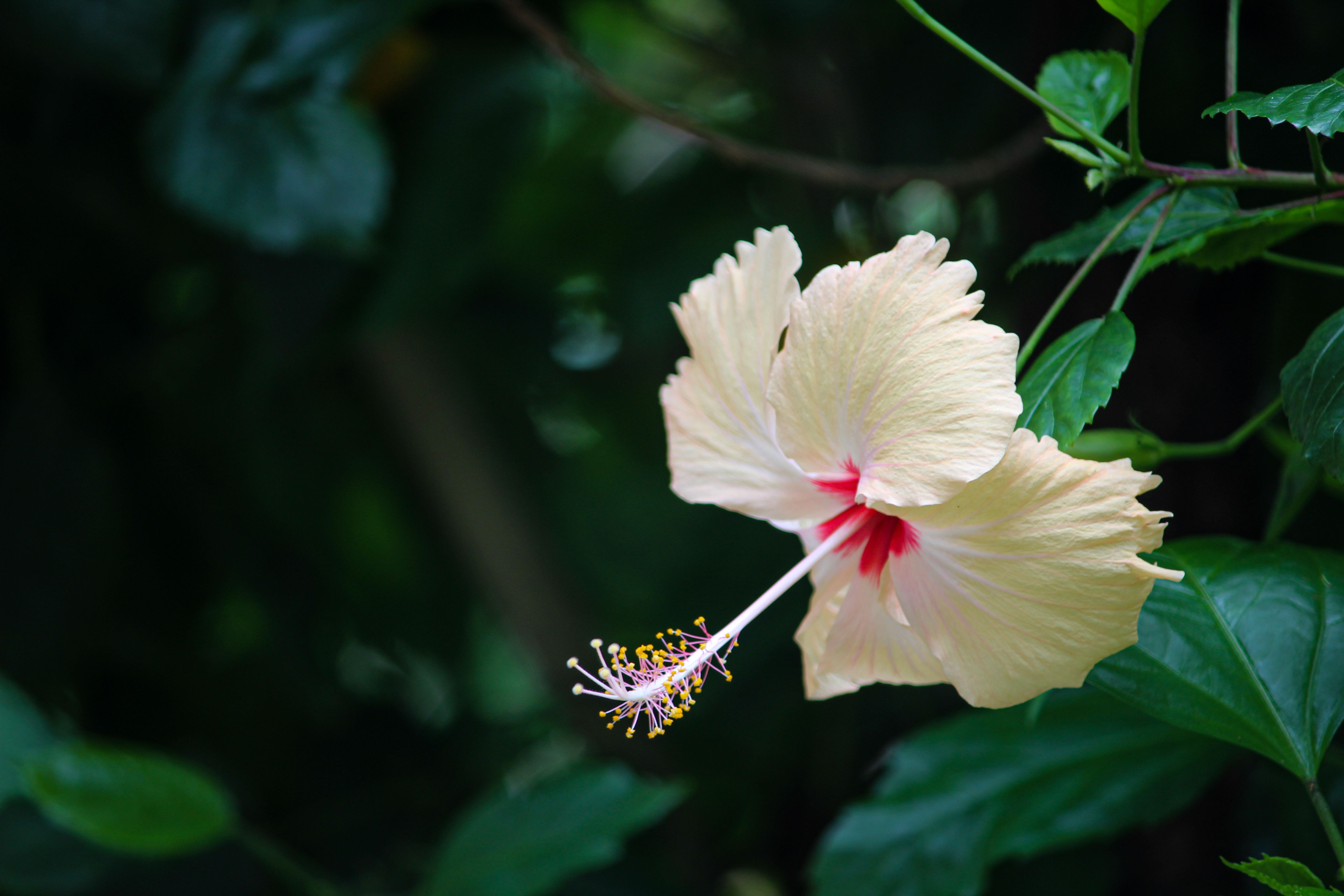 Close-up of a Cream Hibiscus Flower Outdoors · Free Stock Photo