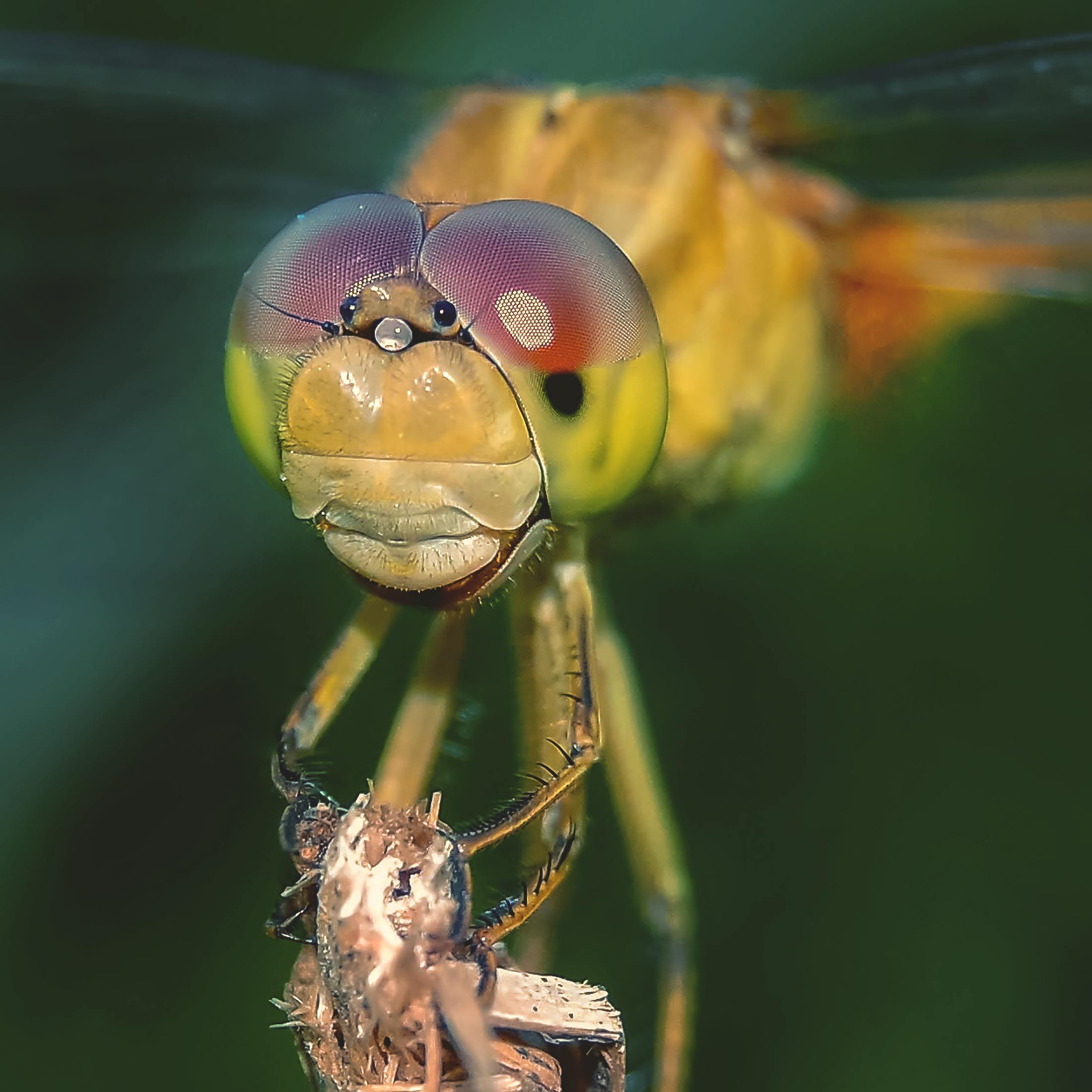 Dragonfly Close Up Photos, Download The BEST Free Dragonfly Close Up ...