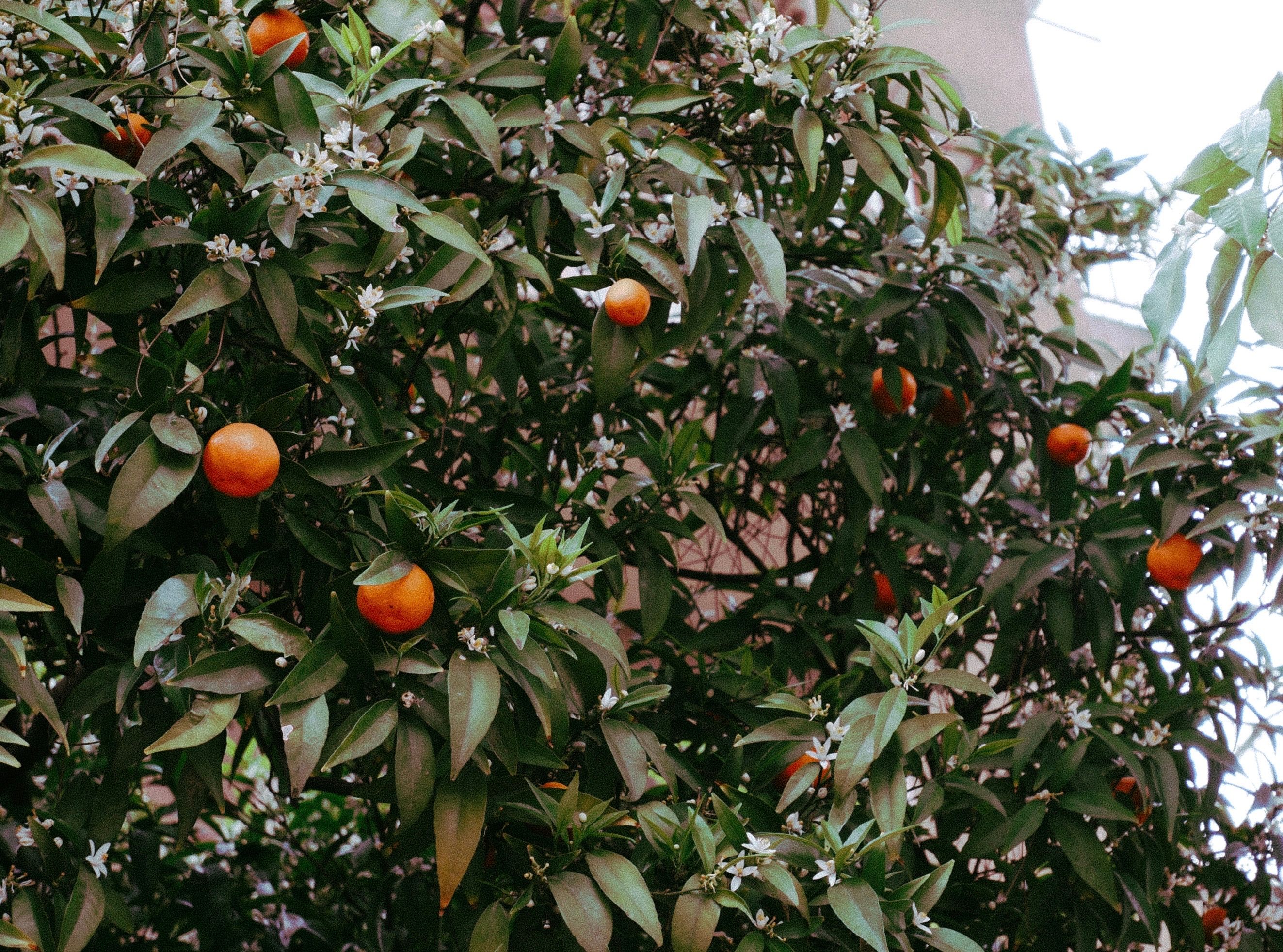 Orange Tree Photos, Download The BEST Free Orange Tree Stock Photos ...