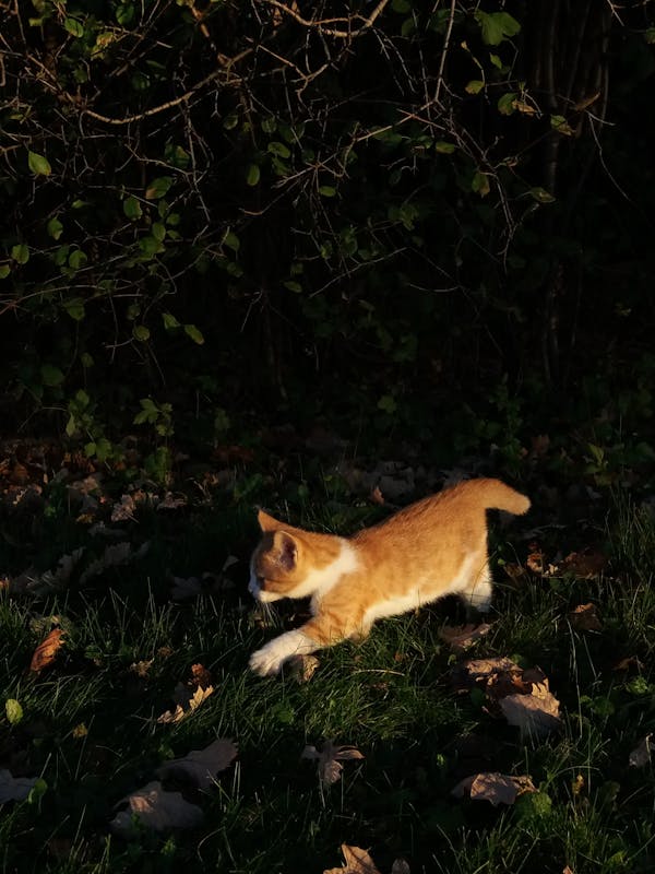 Nyan Cat Photos, Download The BEST Free Nyan Cat Stock Photos & HD Images