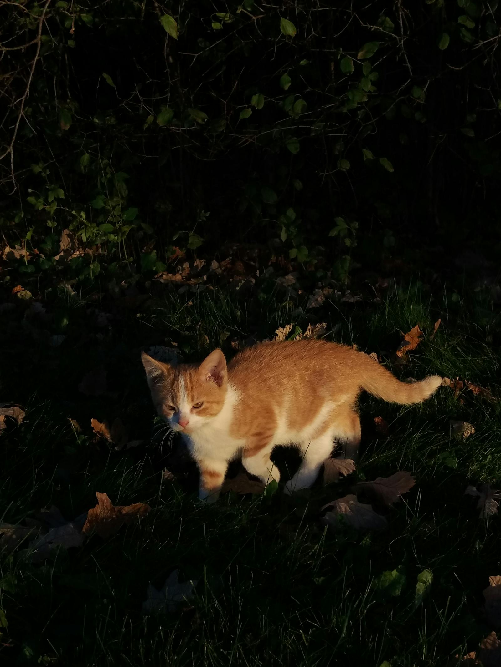 Nyan Cat Photos, Download The BEST Free Nyan Cat Stock Photos & HD Images