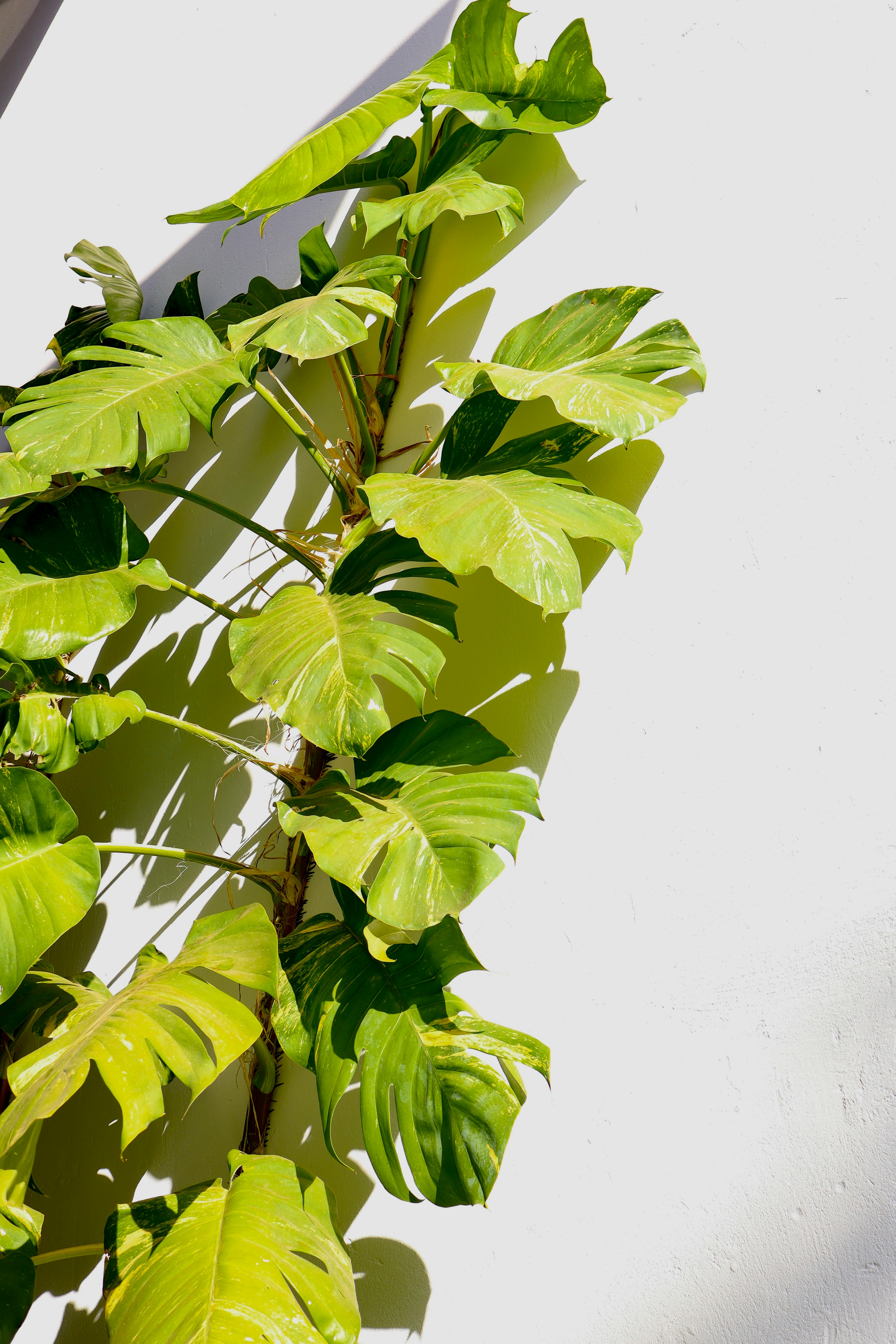 Capal Photo Photos, Download The BEST Free Capal Photo Stock Photos ...