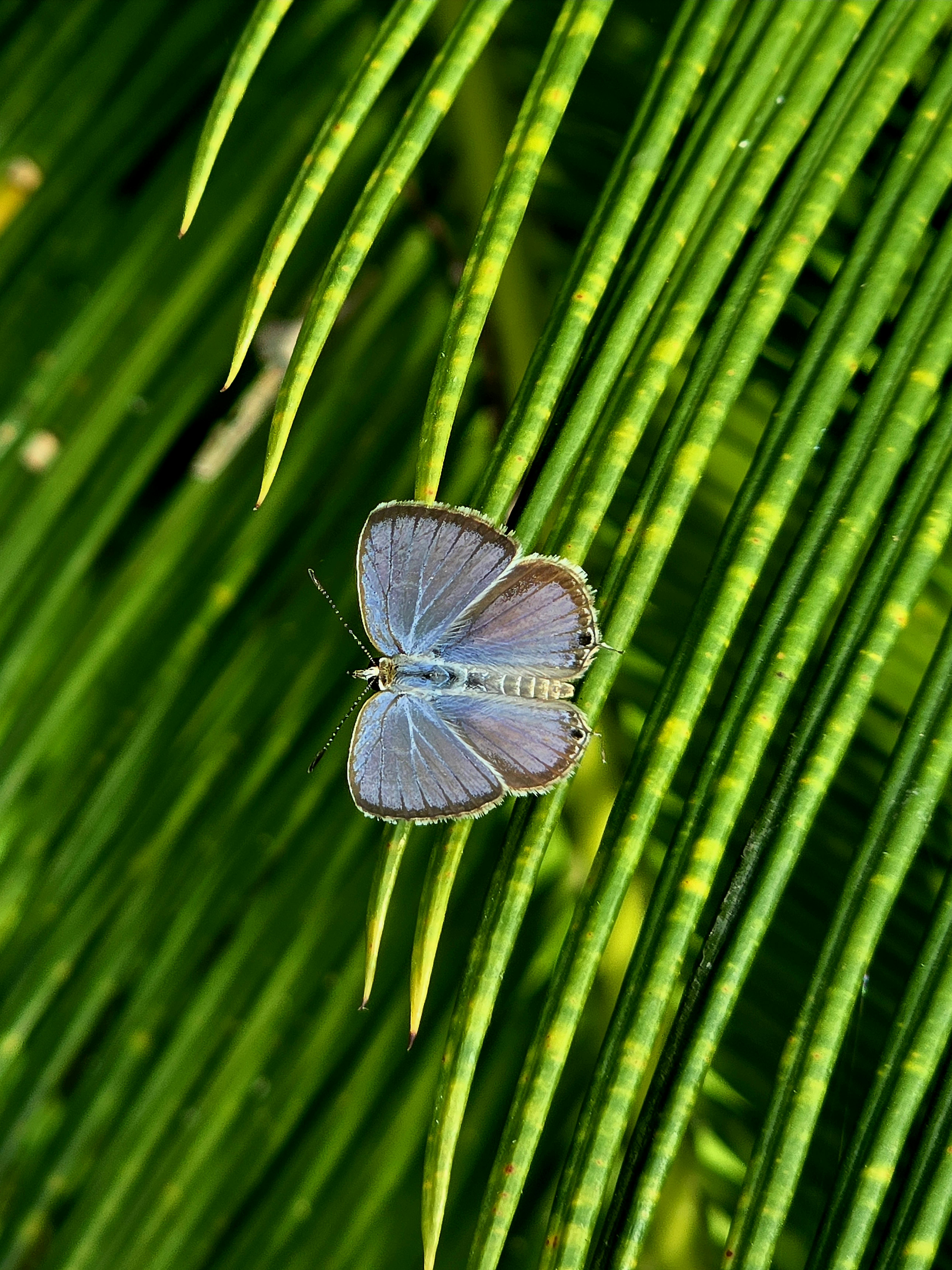 Modrý Motýľ Odpočíva Na Zelených Listoch · Fotobanka s bezplatnými fotkami