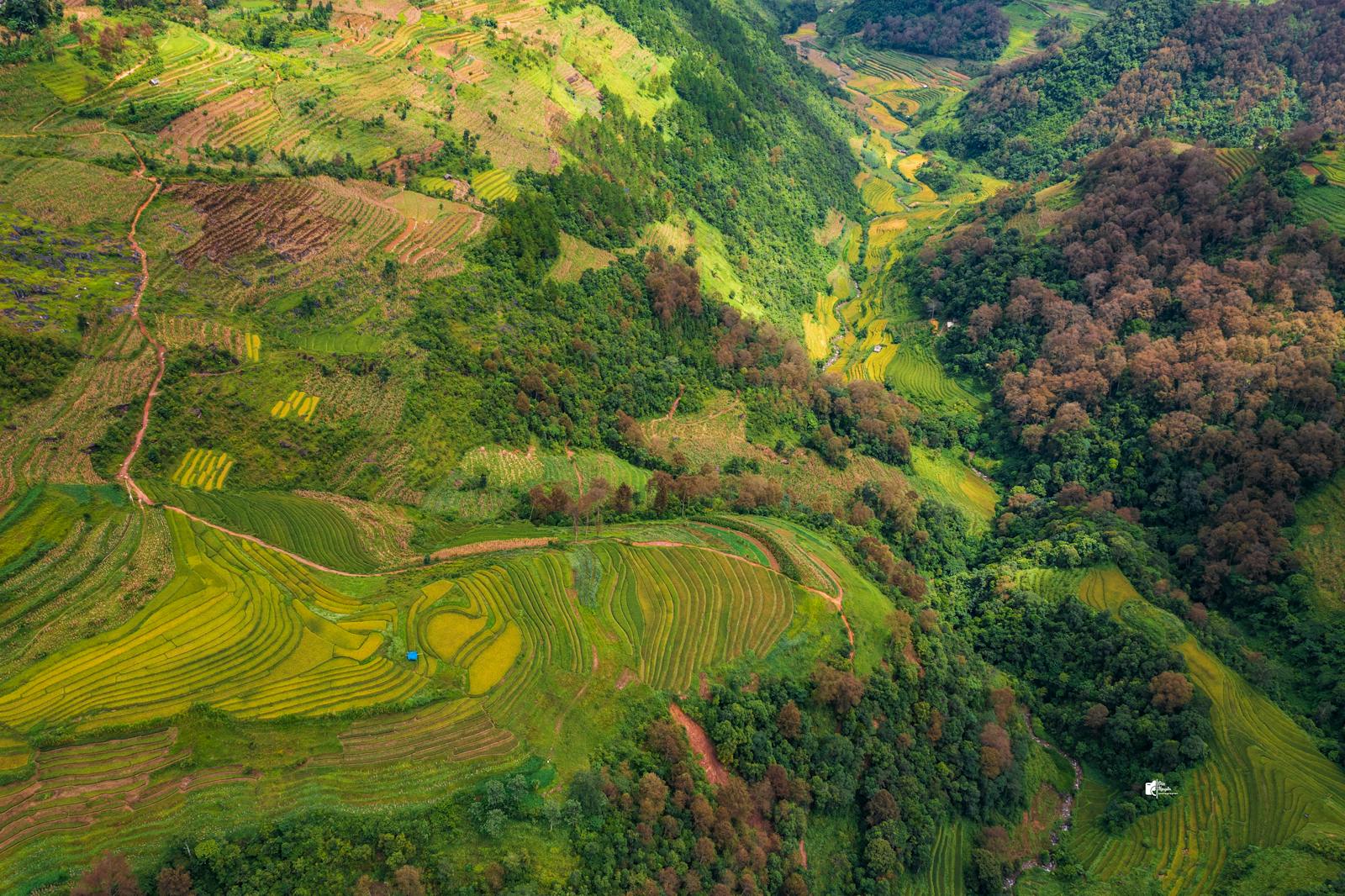 Aerial View Of Swans Photos, Download The BEST Free Aerial View Of ...