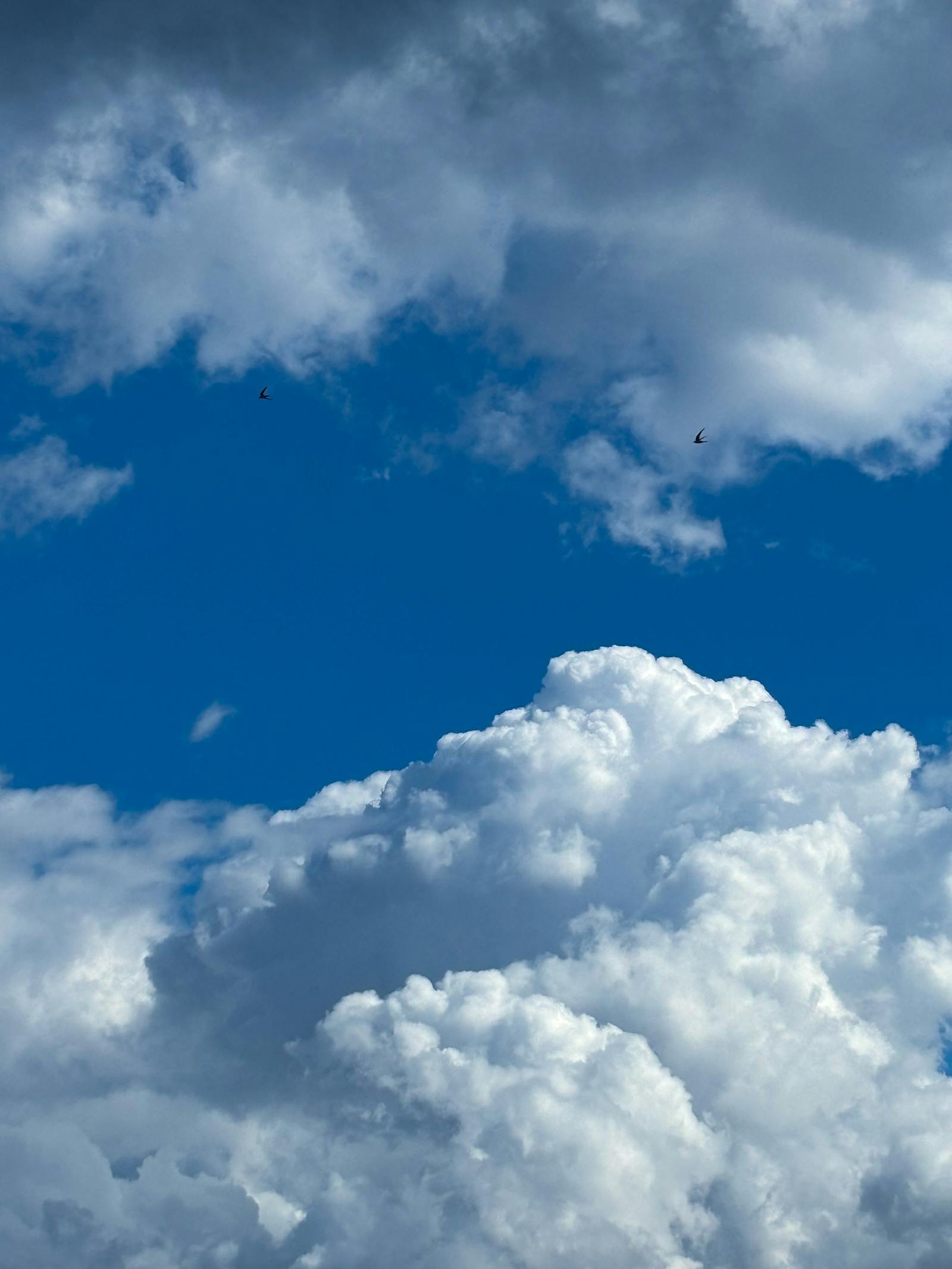 Cumulus Clouds Photos, Download The BEST Free Cumulus Clouds Stock ...
