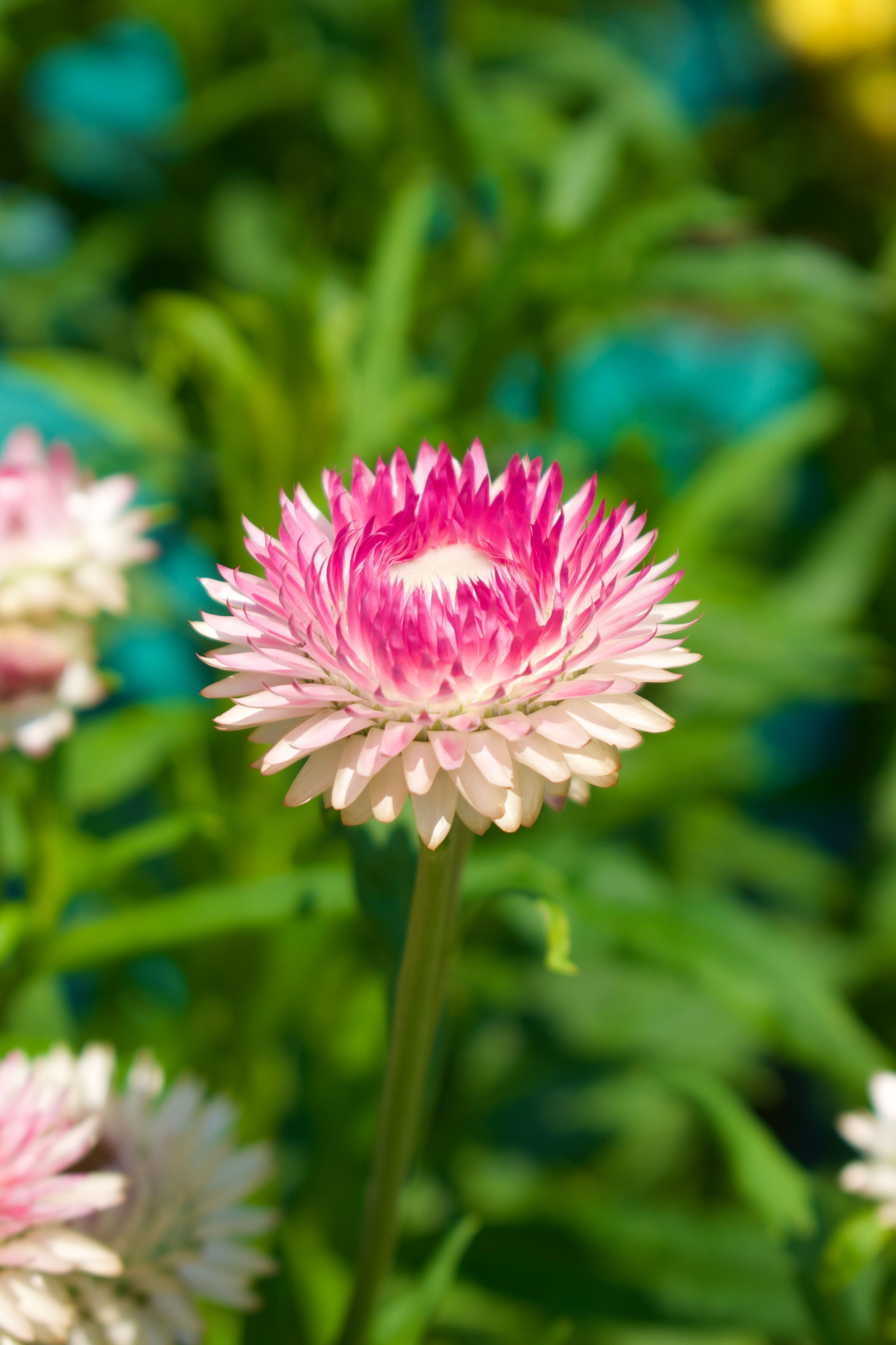 2d Flower Photos, Download The BEST Free 2d Flower Stock Photos & HD Images