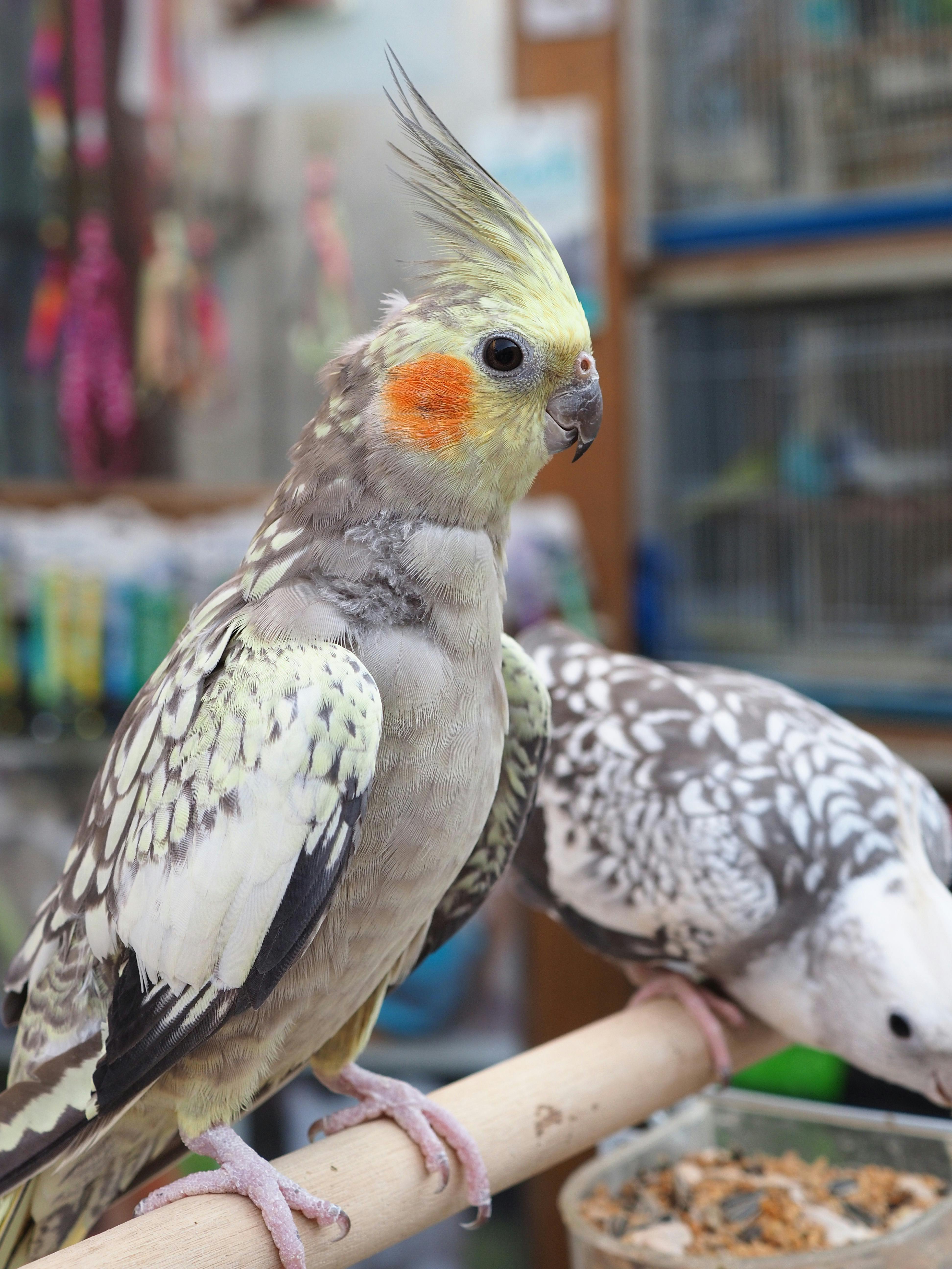 Parrot 2k Photos, Download The BEST Free Parrot 2k Stock Photos & HD Images