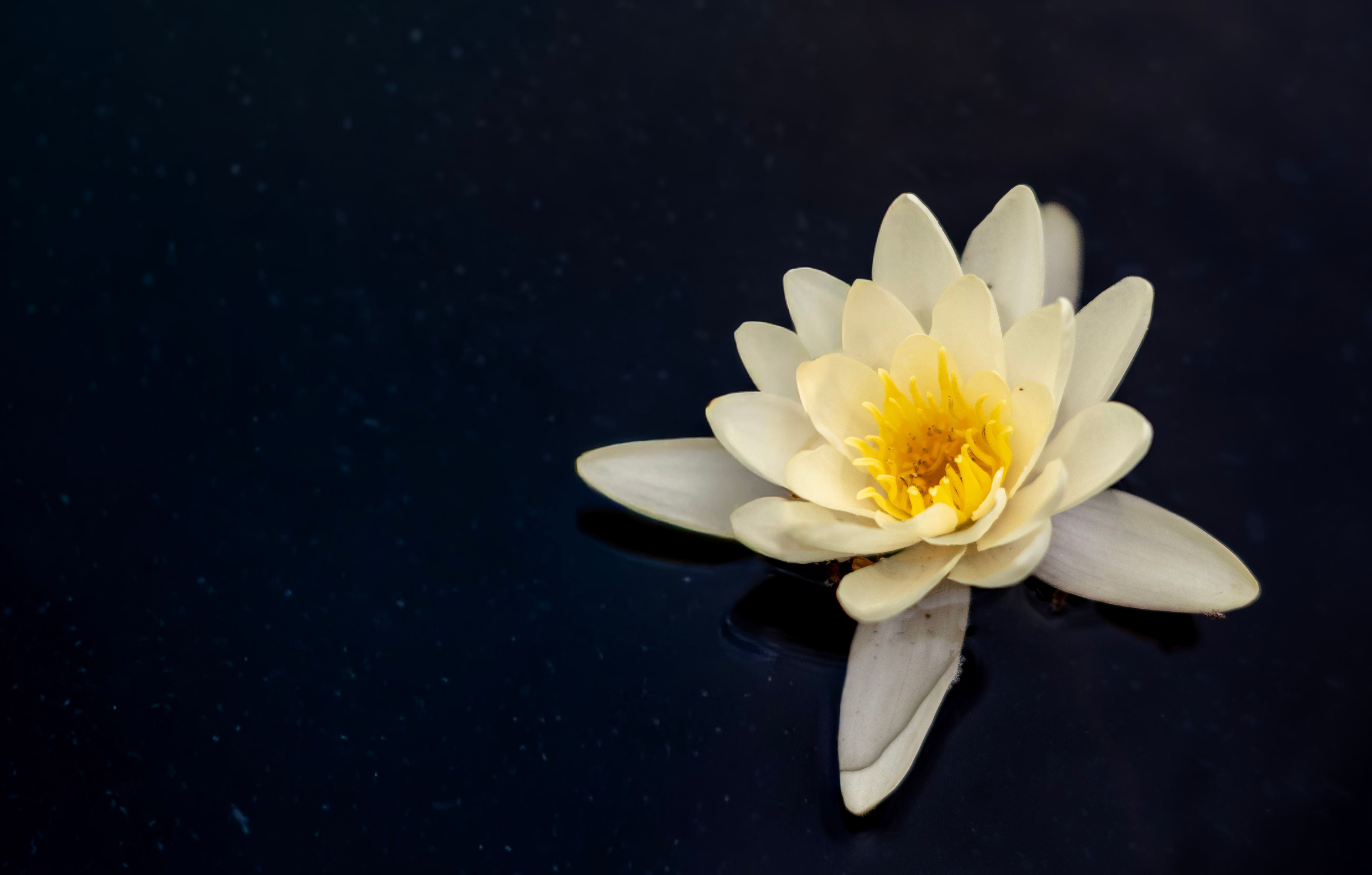 2d Flower Photos, Download The BEST Free 2d Flower Stock Photos & HD Images