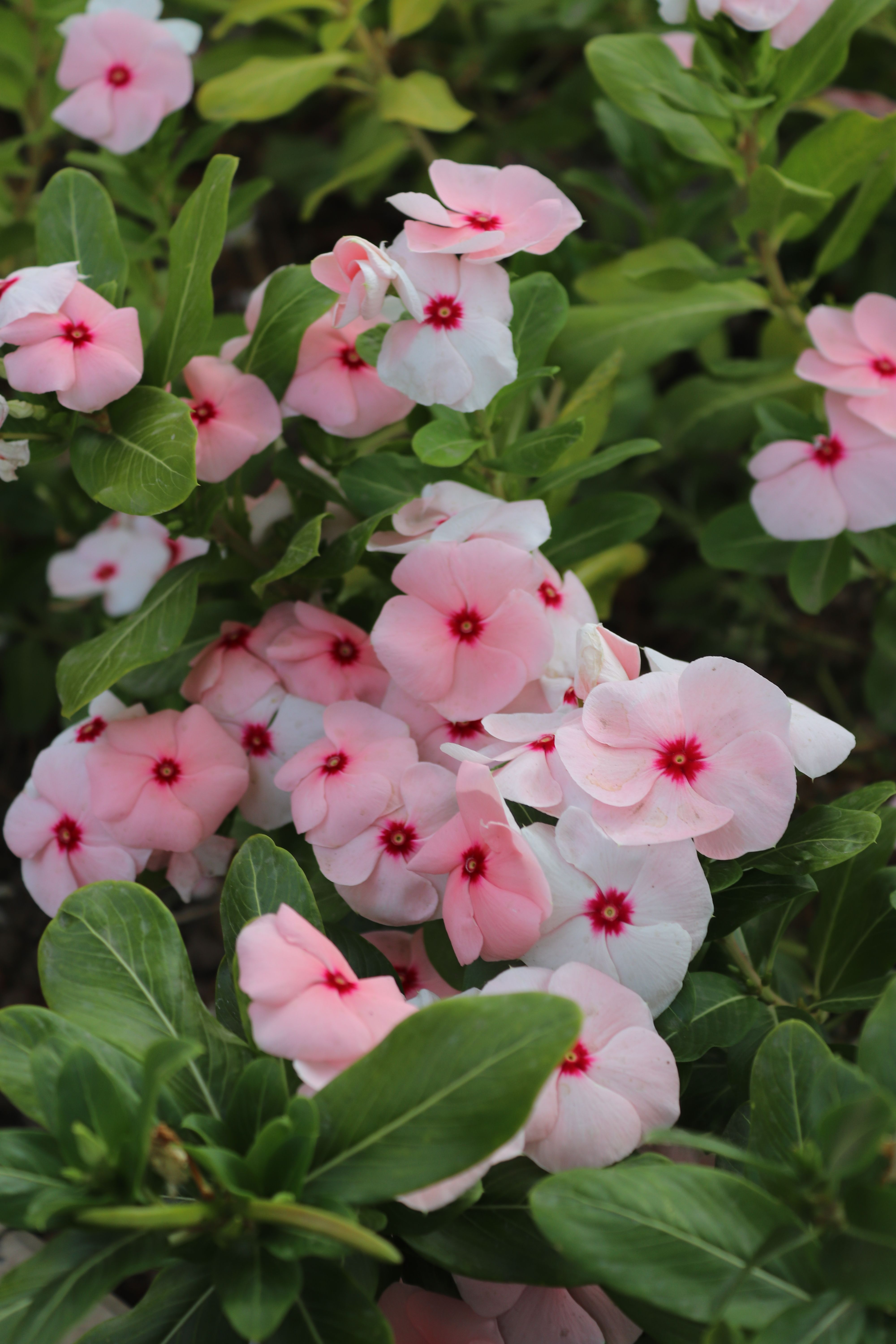 Pink Periwinkle Flowers in Bloom Outdoors · Free Stock Photo