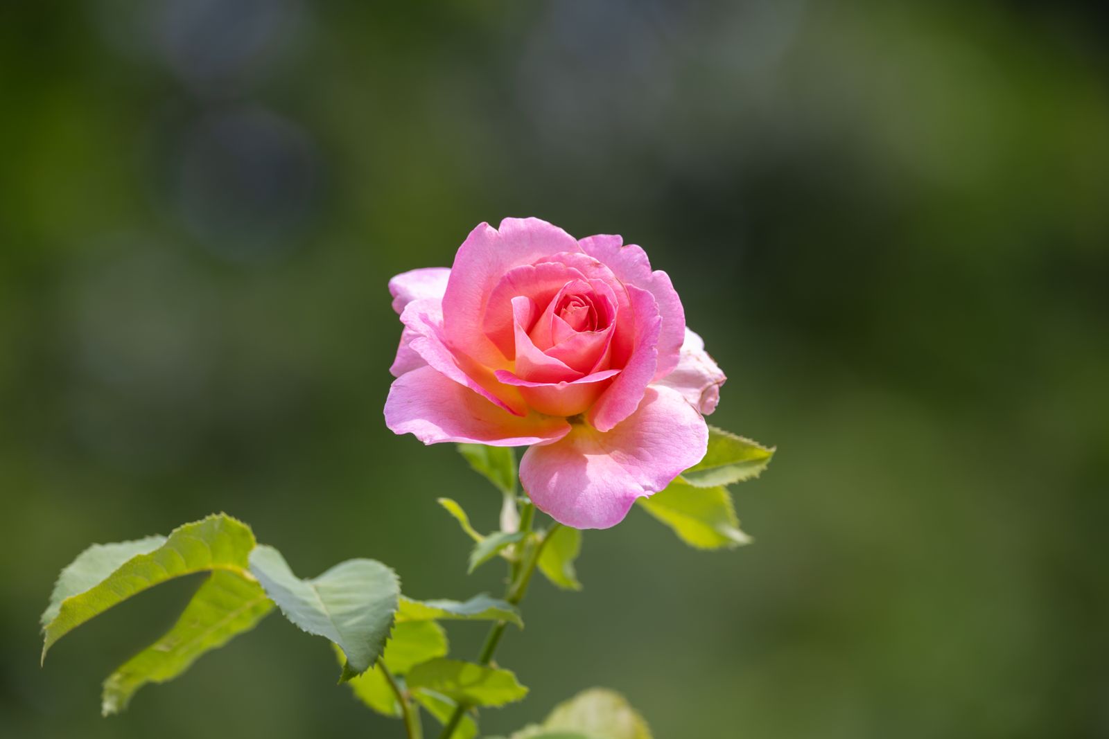 Pink Hd Wallpapers Photos, Download The BEST Free Pink Hd Wallpapers ...