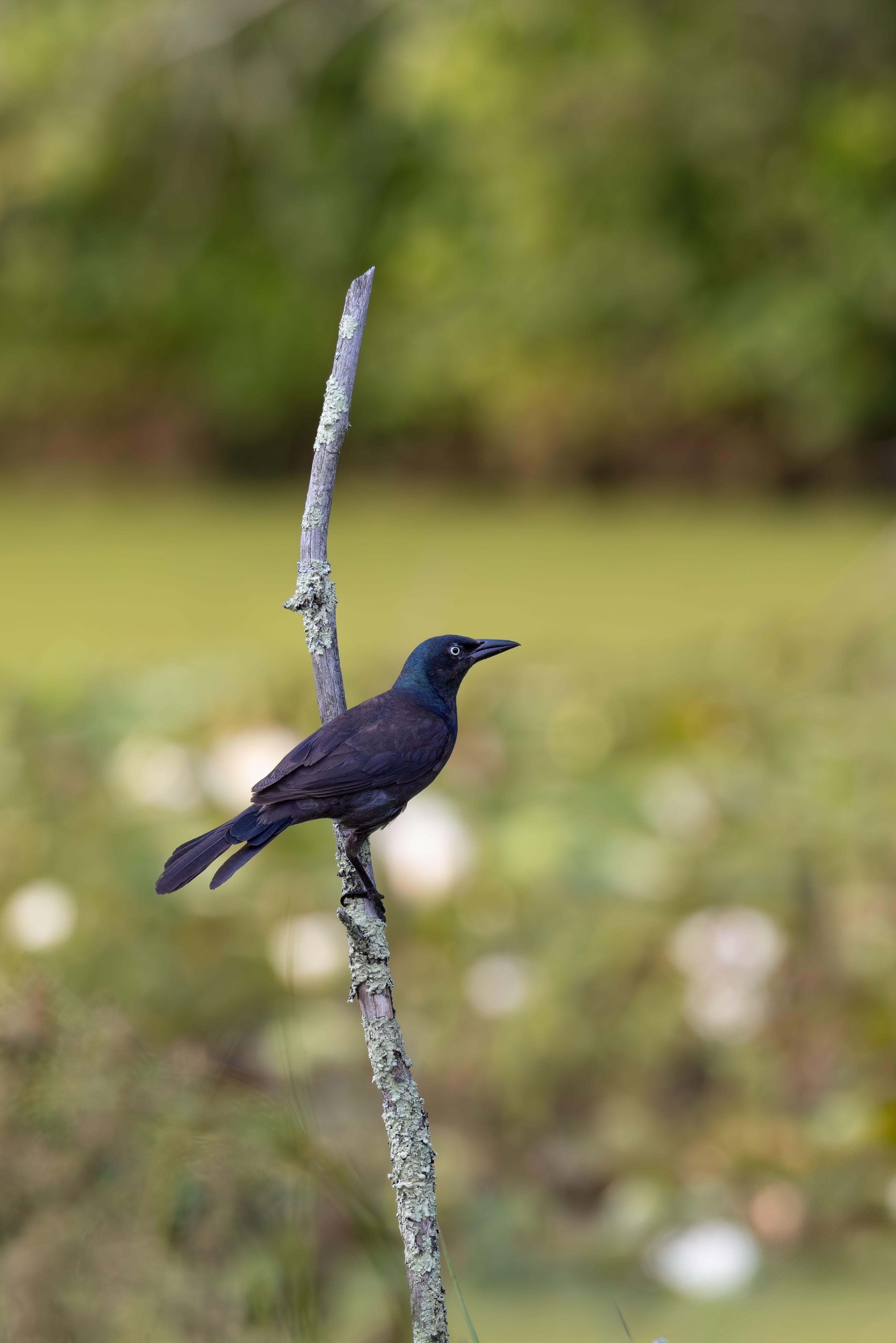 Common Grackle Perched on Branch in Nature · Free Stock Photo
