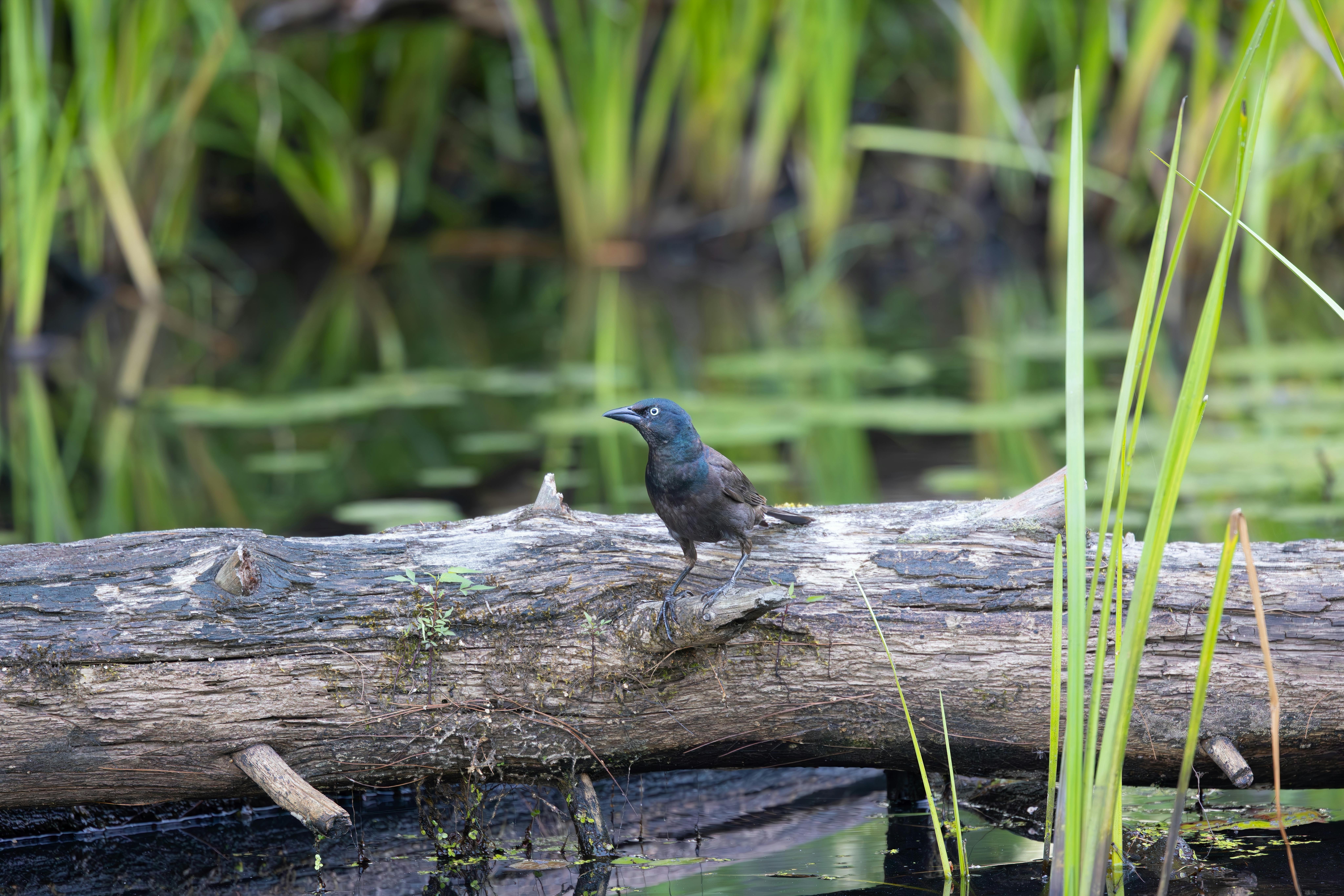 Anime Aura Wallpaper Photos, Download The BEST Free Anime Aura ...