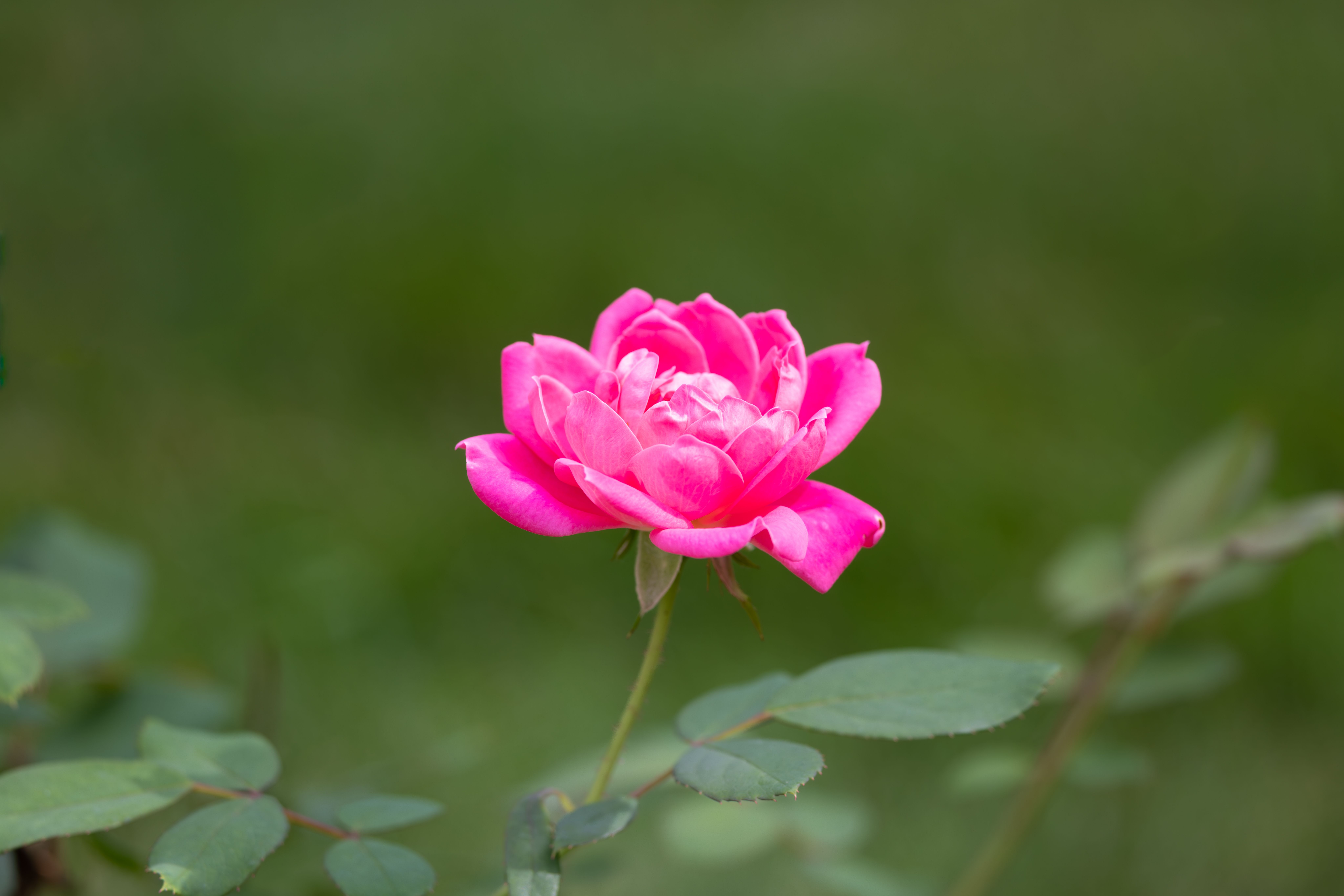 Primer Plano De Una Vibrante Flor De Rosa Rosa · Foto de stock gratuita